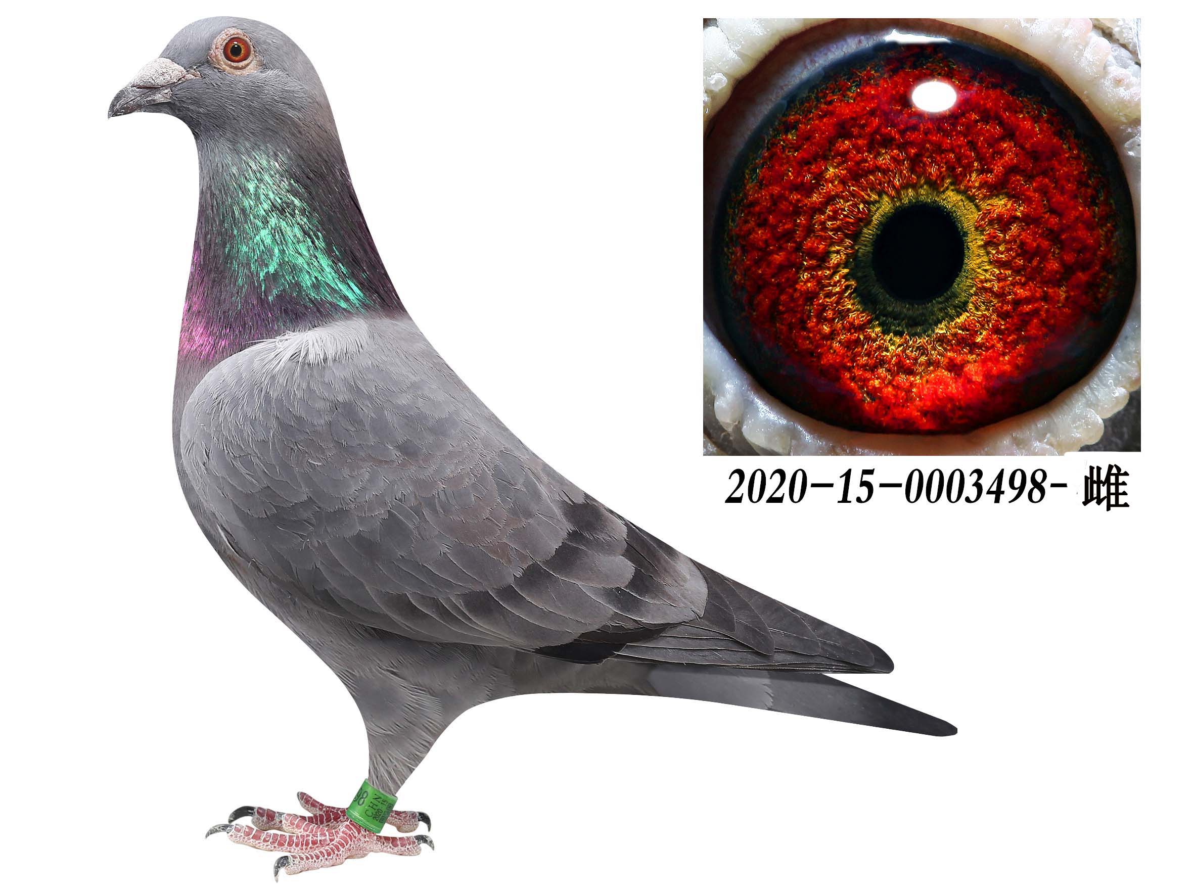 信鸽在线拍卖平台 - 中国信鸽信息网