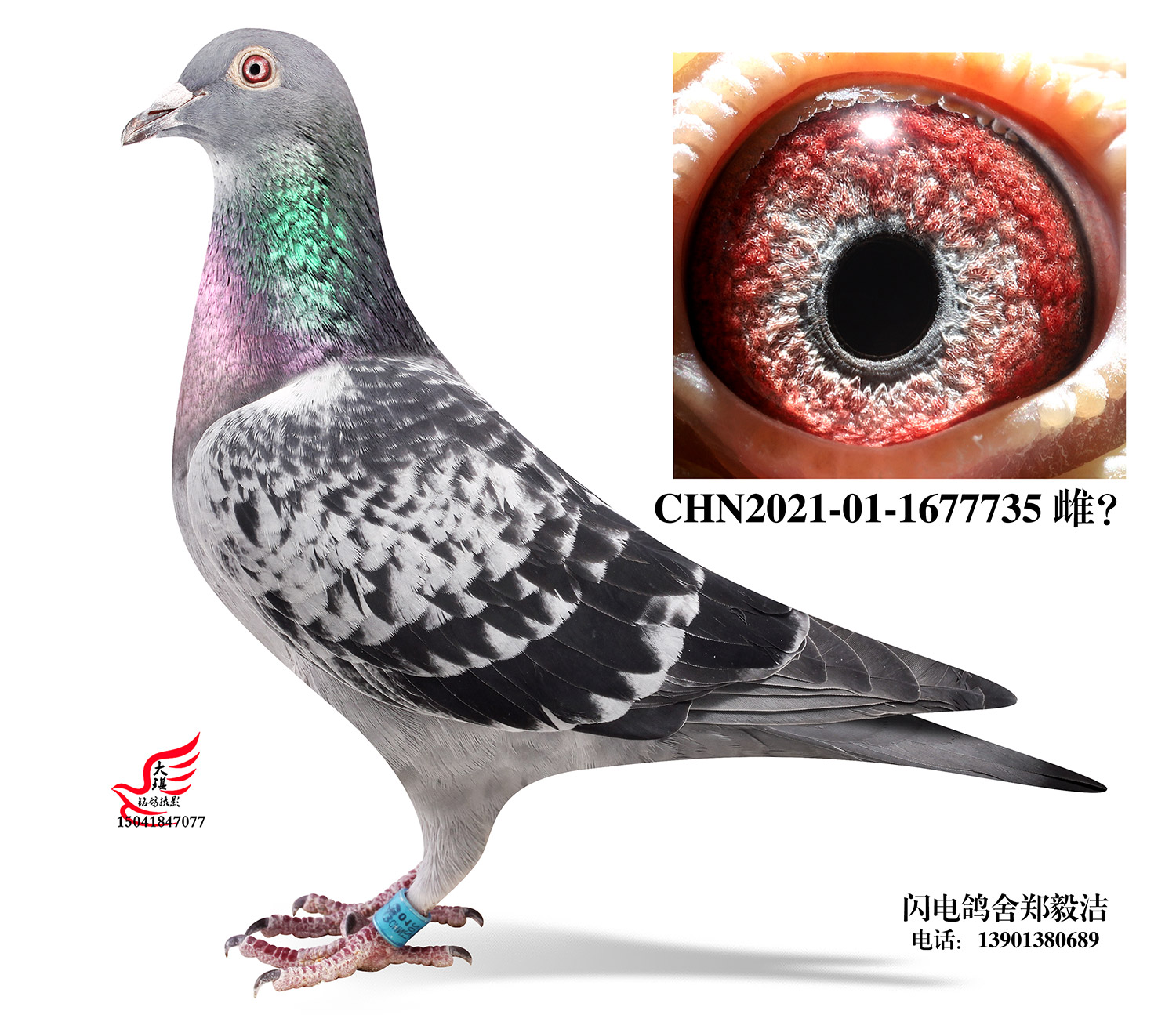 信鸽在线拍卖平台 - 中国信鸽信息网