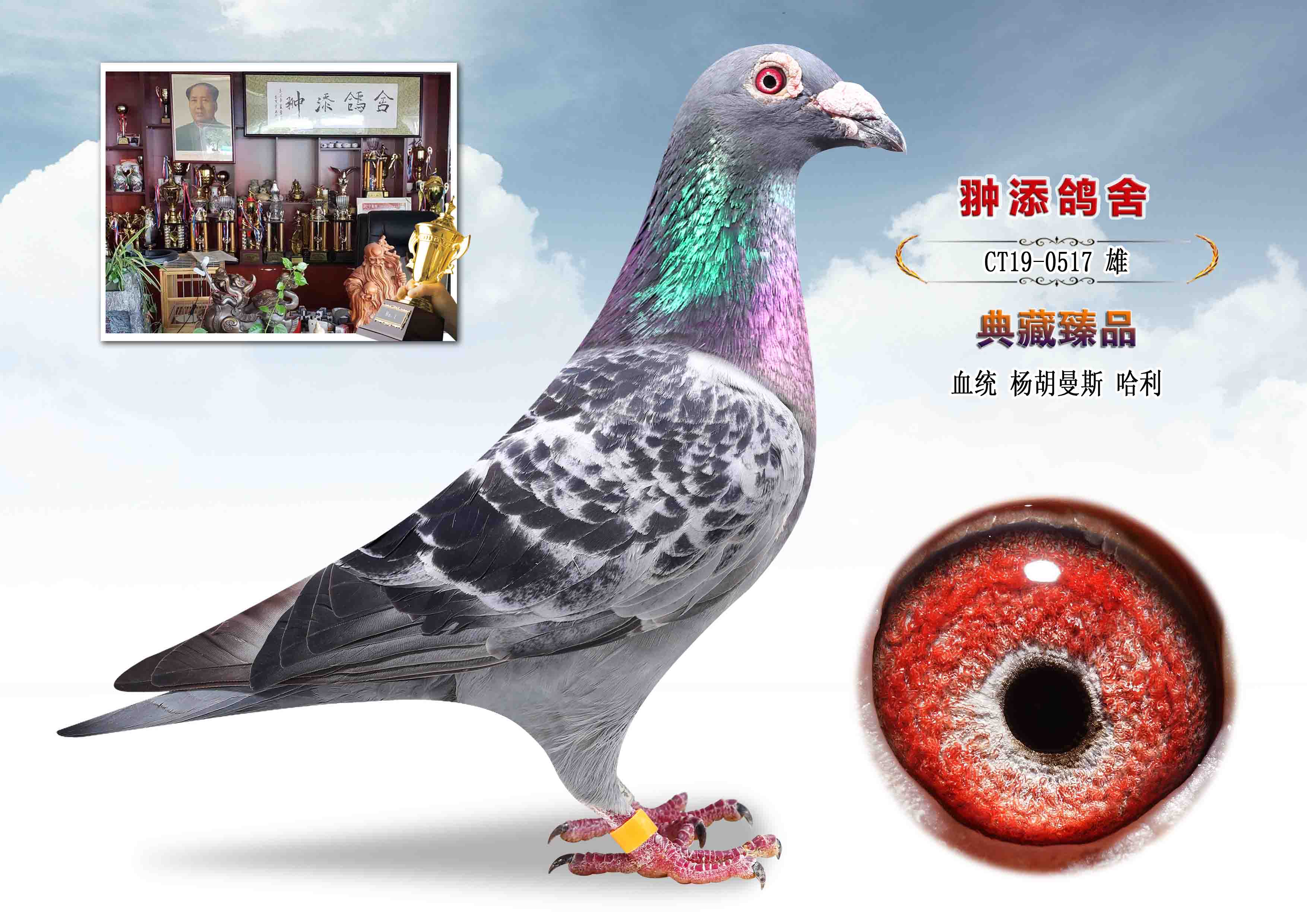 信鸽在线拍卖平台 - 中国信鸽信息网