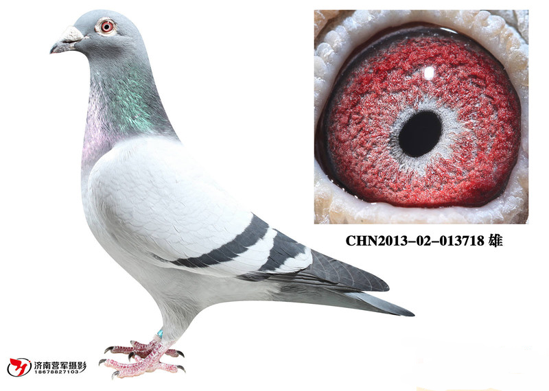 信鸽在线拍卖平台 - 中国信鸽信息网