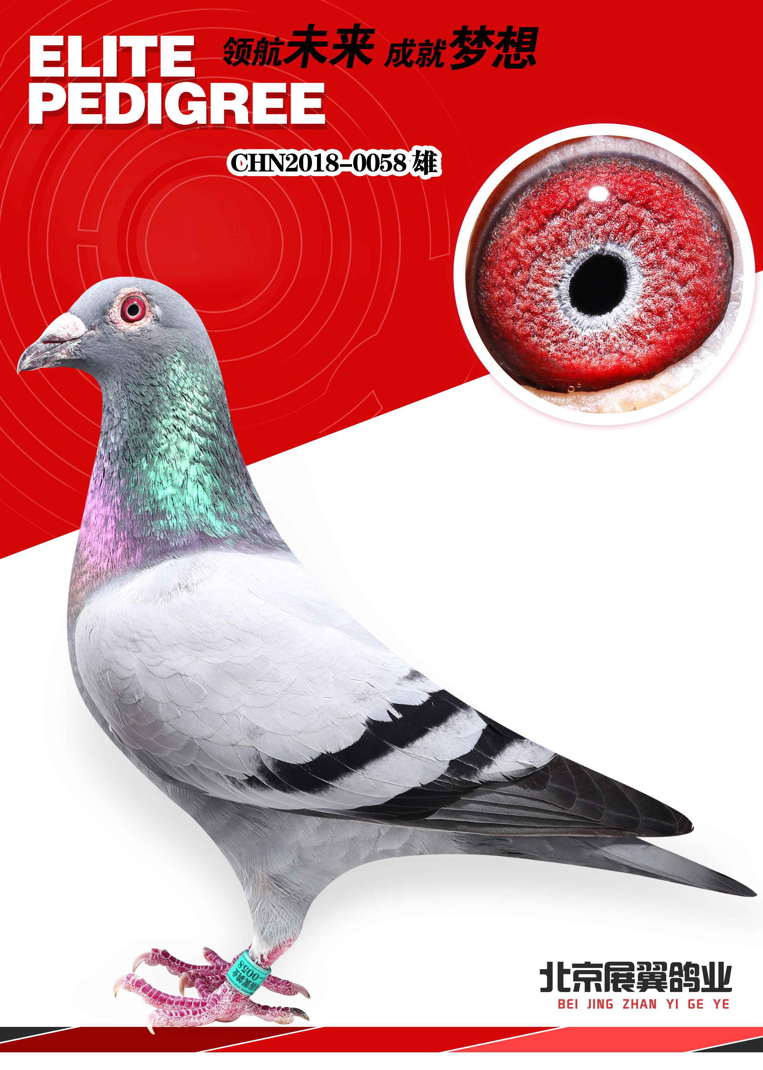 信鸽在线拍卖平台 - 中国信鸽信息网