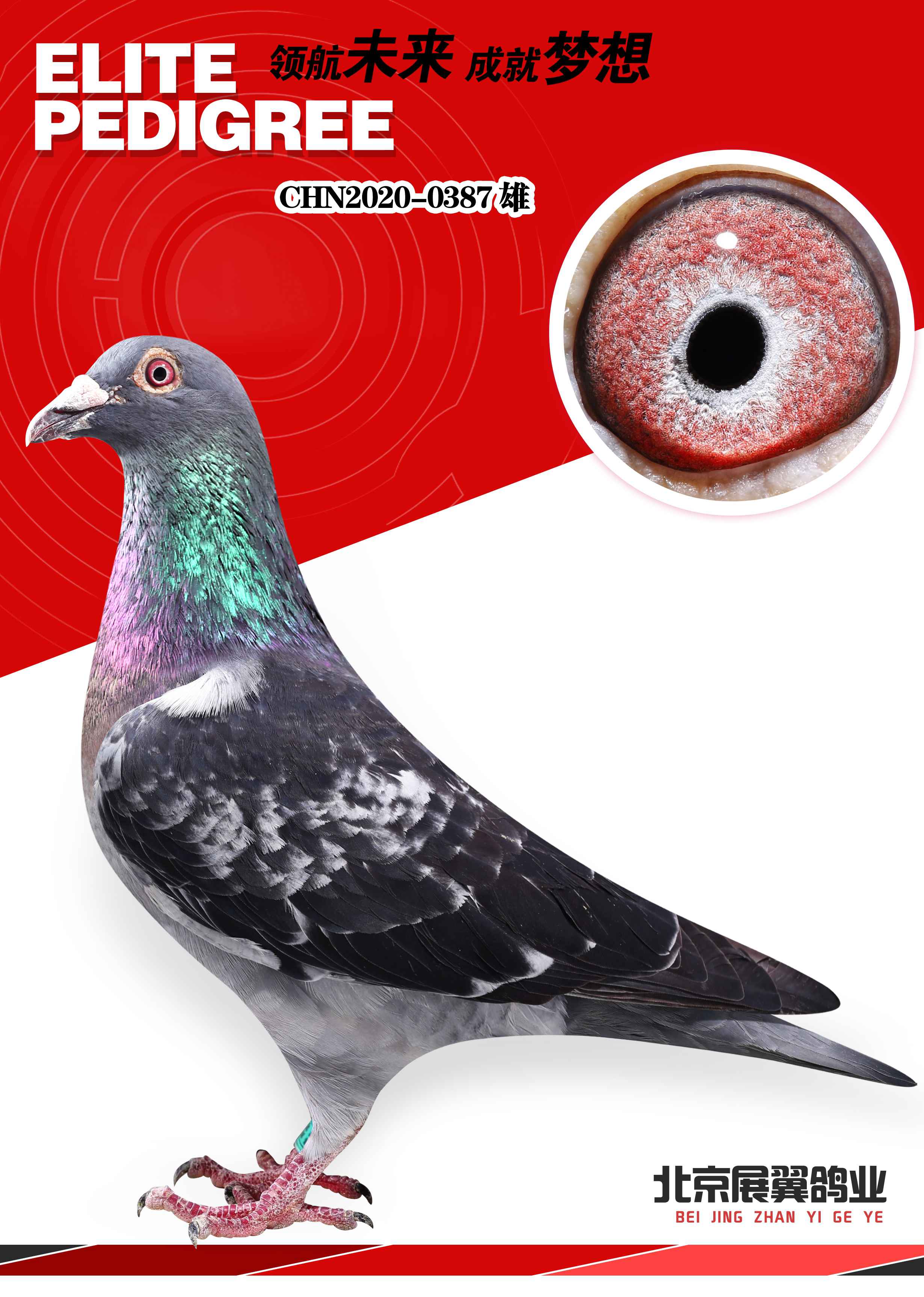 信鸽在线拍卖平台 - 中国信鸽信息网