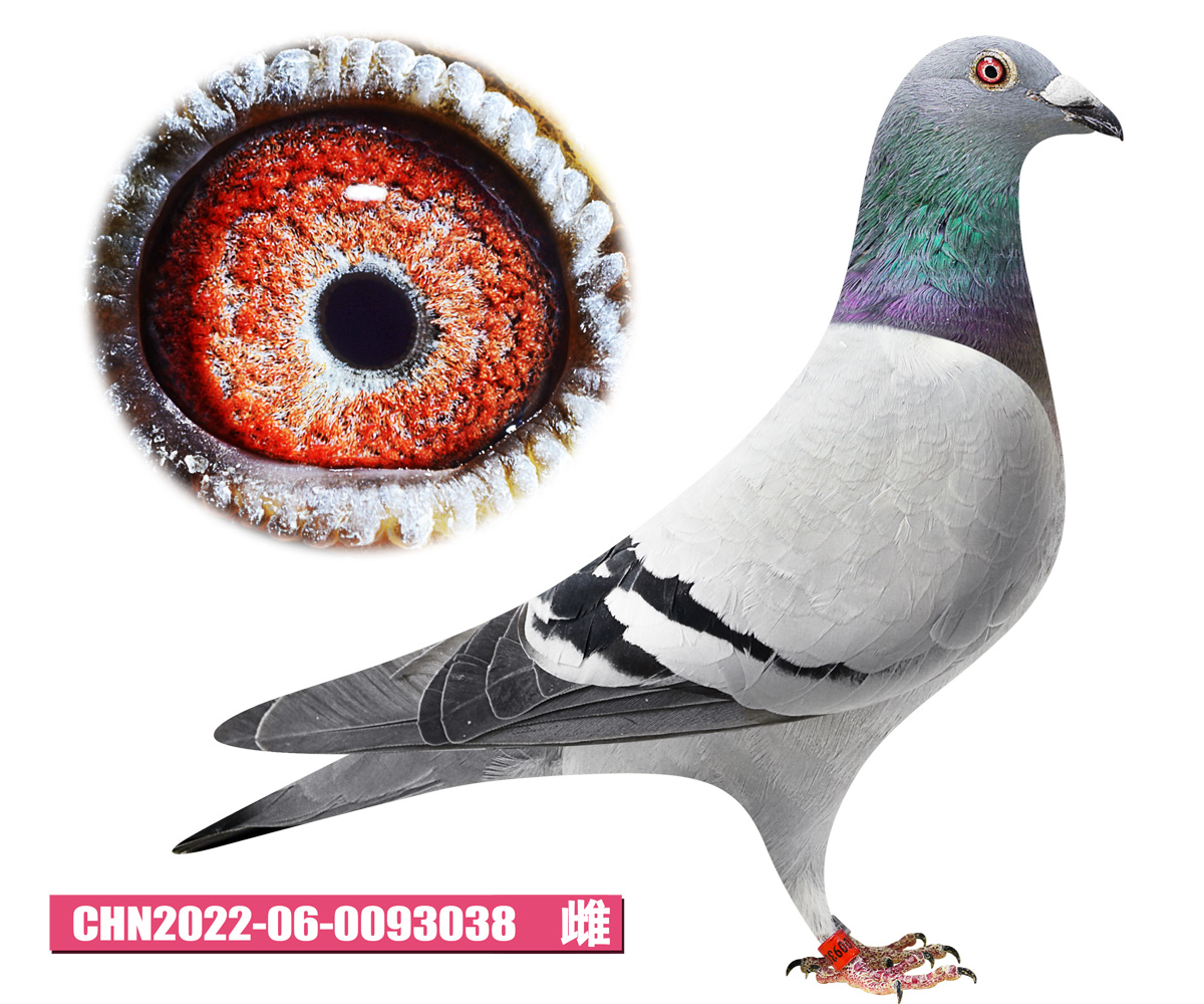 信鸽在线拍卖平台 - 中国信鸽信息网