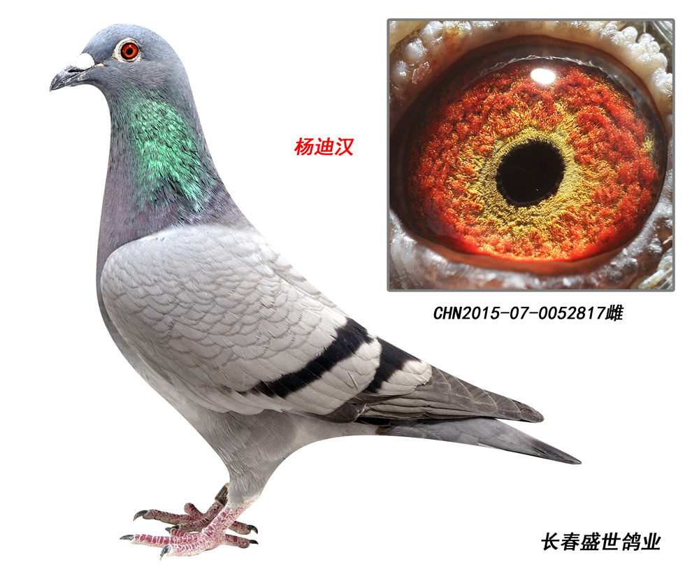 信鸽在线拍卖平台 - 中国信鸽信息网