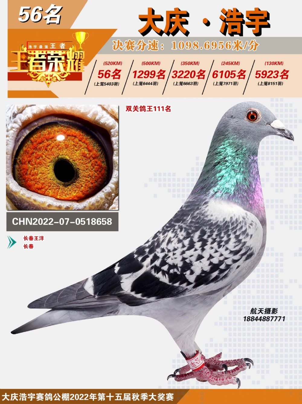 信鸽在线拍卖平台 - 中国信鸽信息网