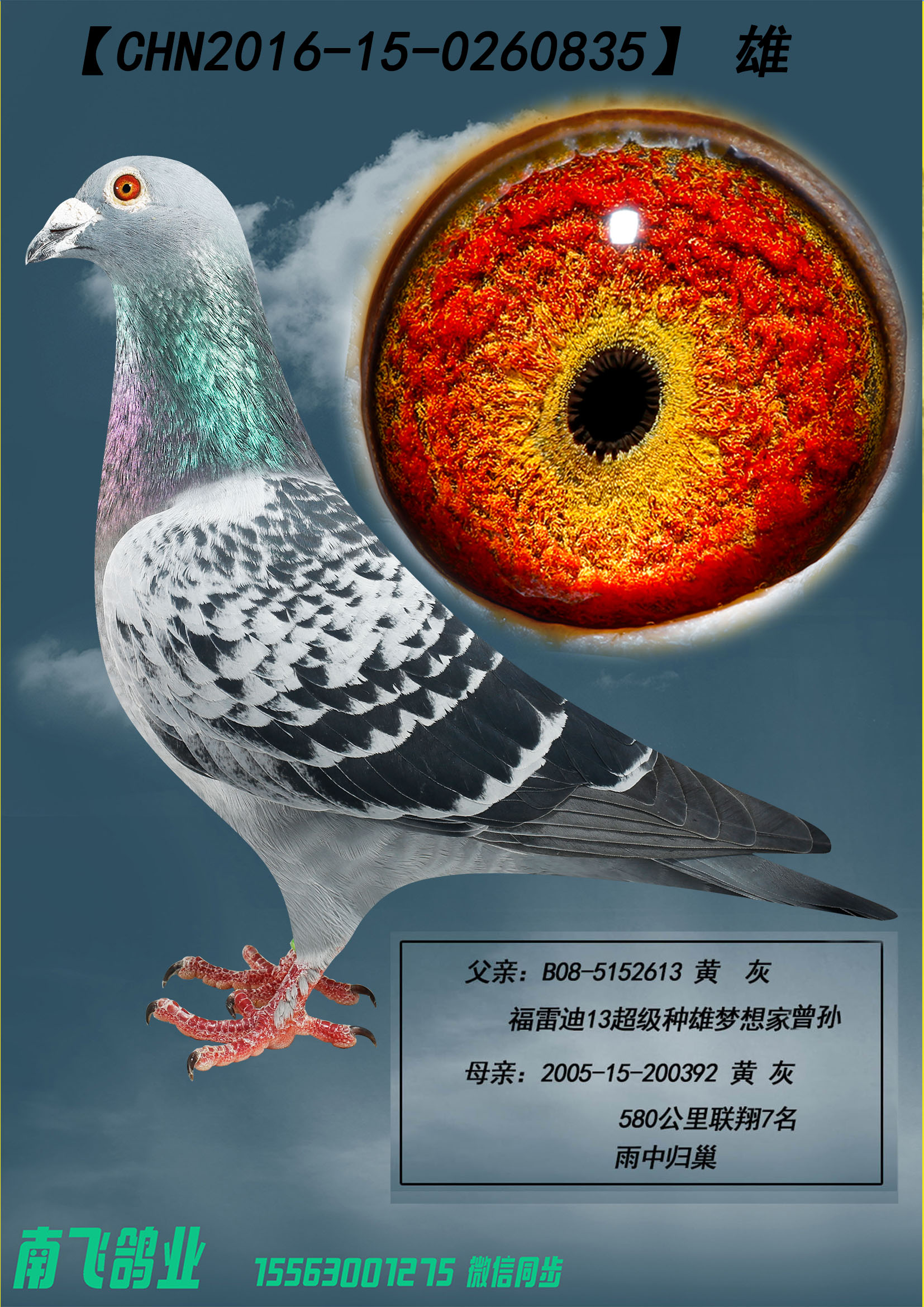 信鸽在线拍卖平台 - 中国信鸽信息网