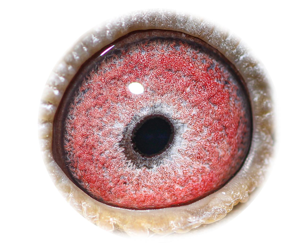 信鸽在线拍卖平台 - 中国信鸽信息网