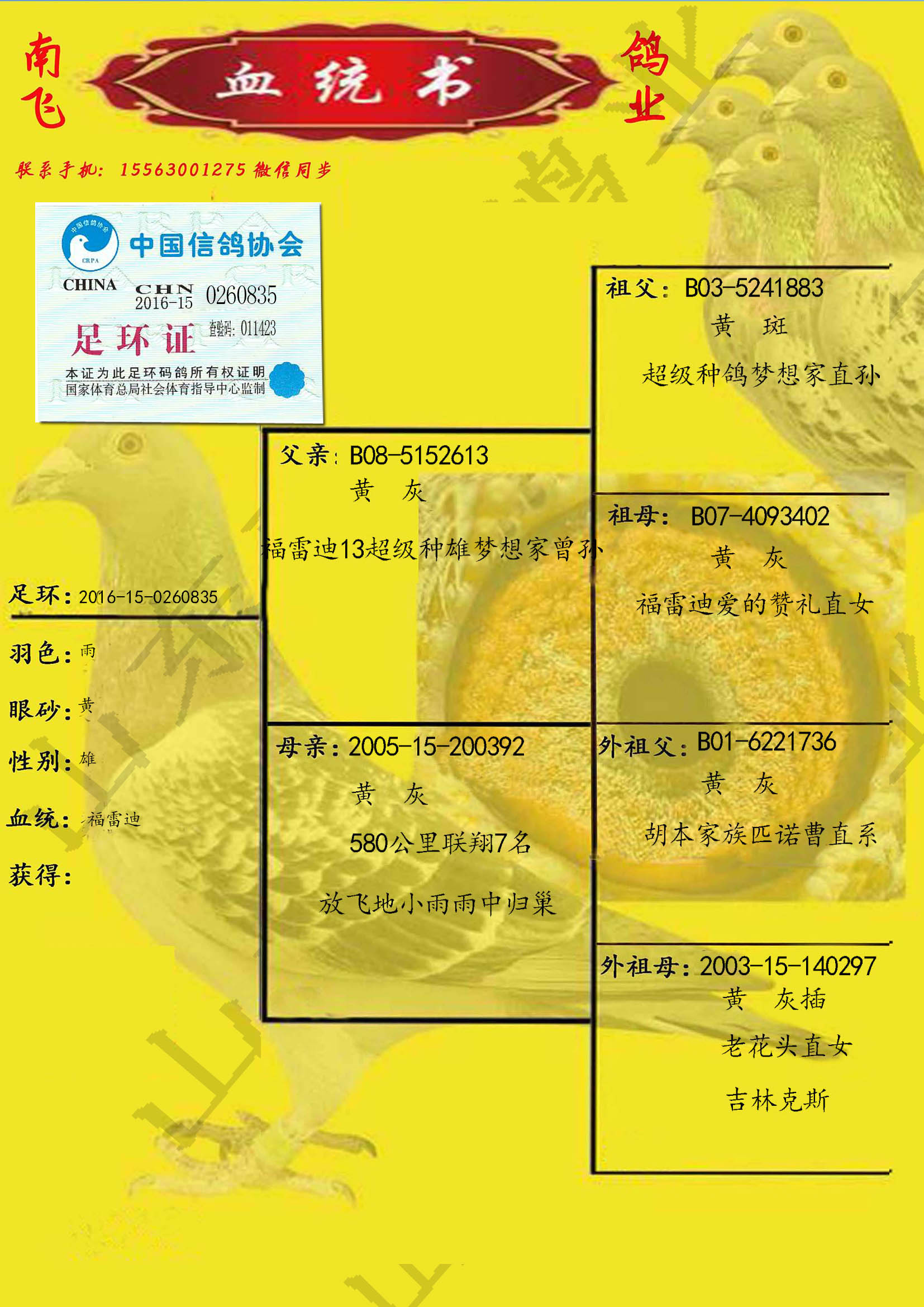 信鸽在线拍卖平台 - 中国信鸽信息网