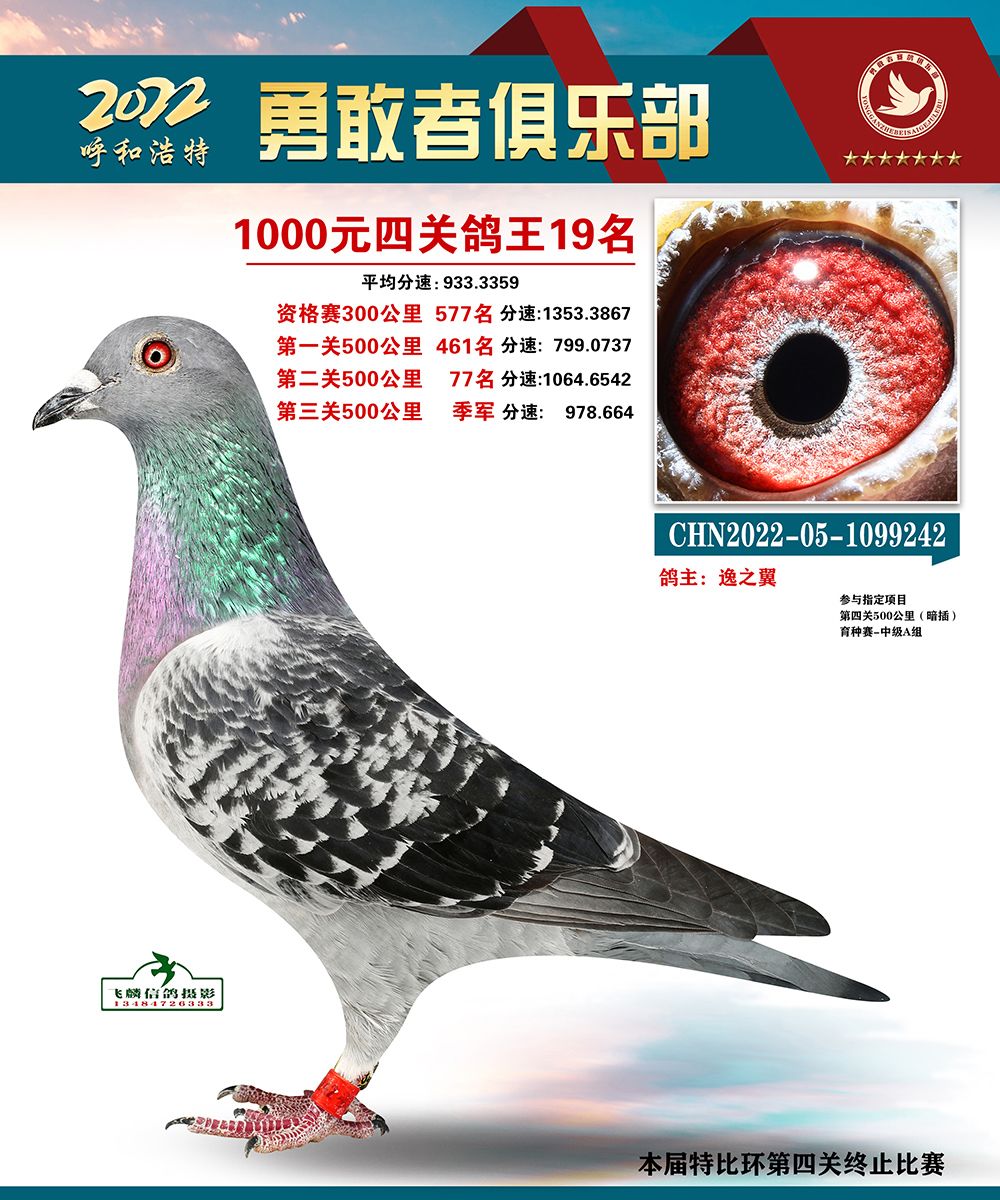 信鸽在线拍卖平台 - 中国信鸽信息网