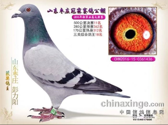 信鸽在线拍卖平台 - 中国信鸽信息网