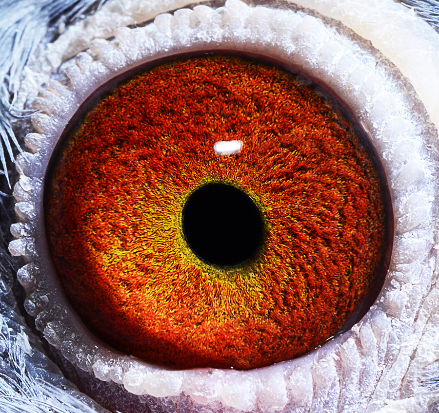 信鸽在线拍卖平台 - 中国信鸽信息网