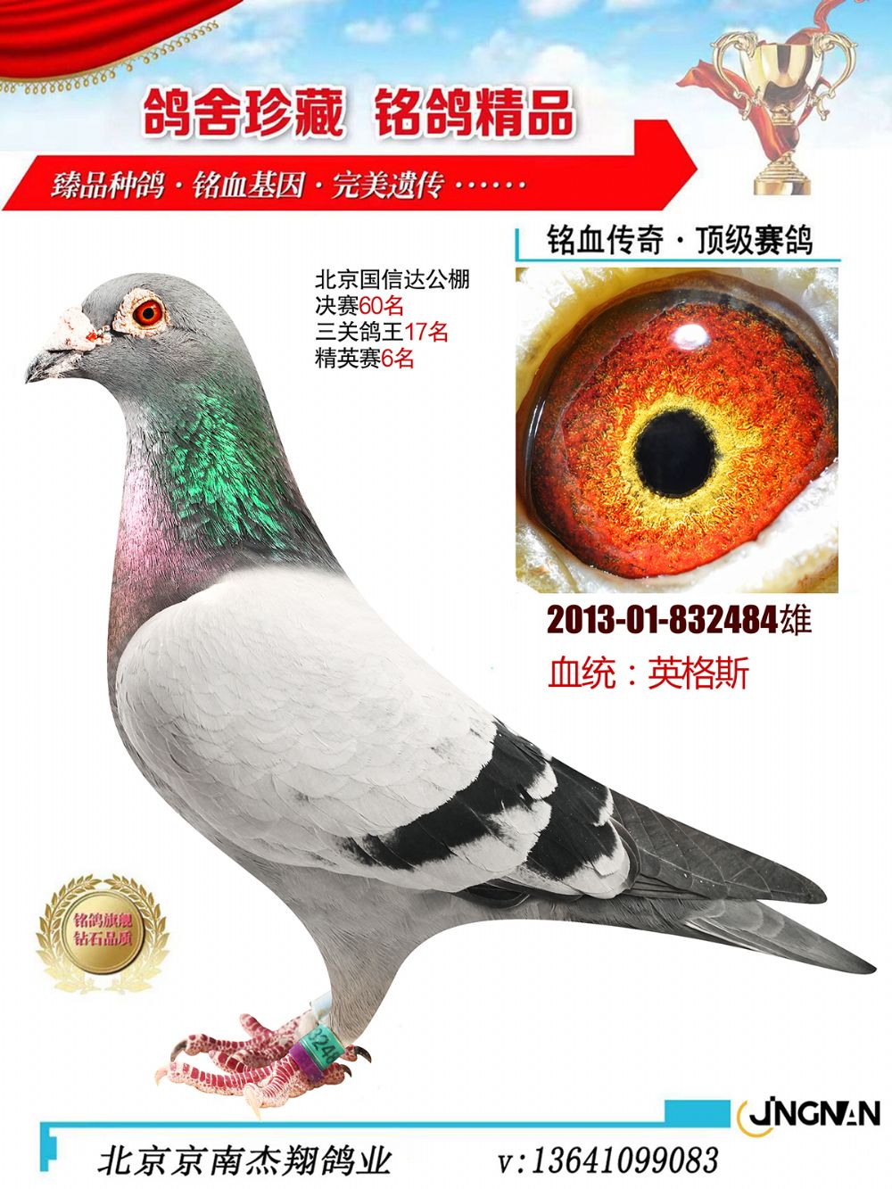 信鸽在线拍卖平台 - 中国信鸽信息网