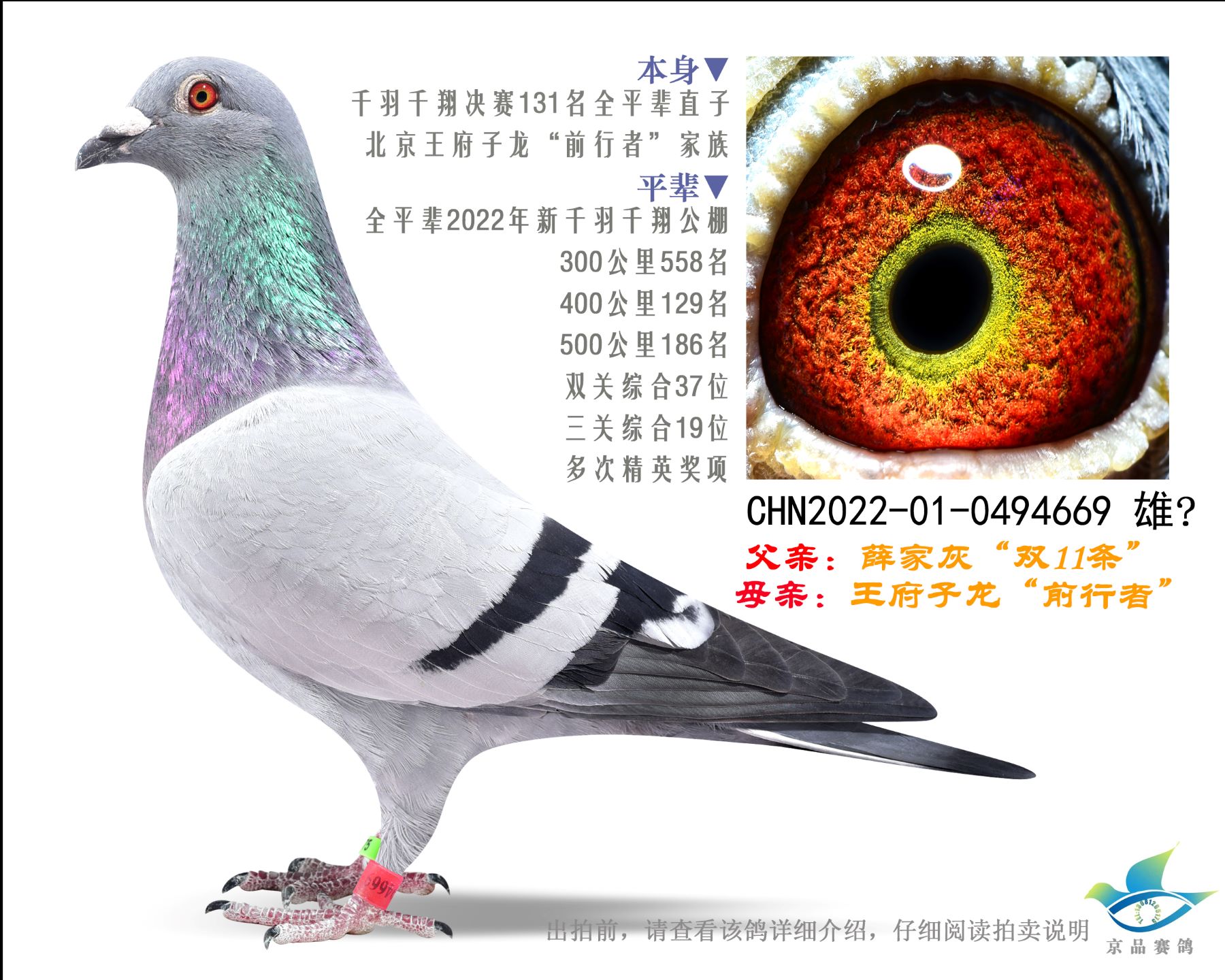 信鸽在线拍卖平台 - 中国信鸽信息网