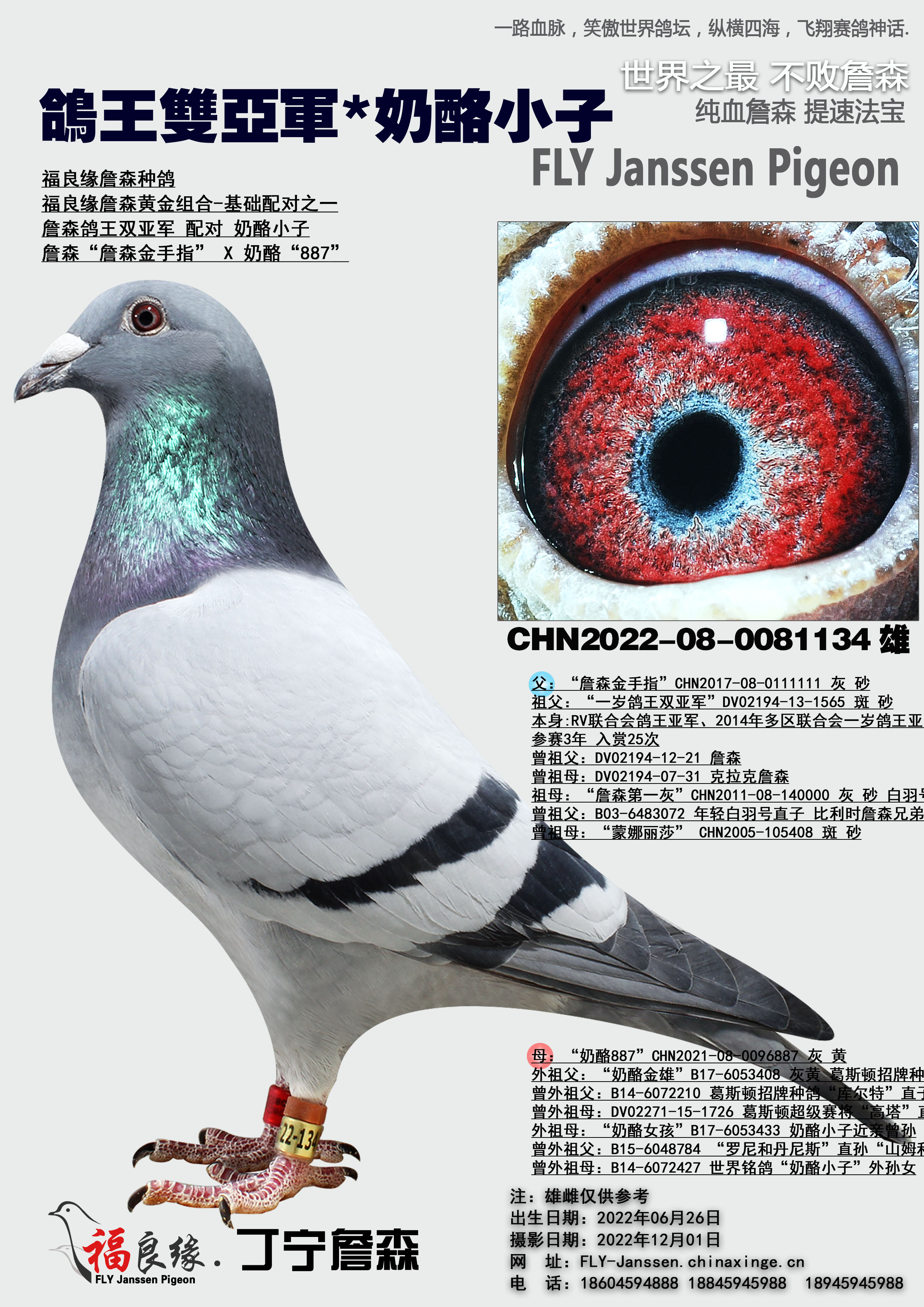 信鸽在线拍卖平台 - 中国信鸽信息网