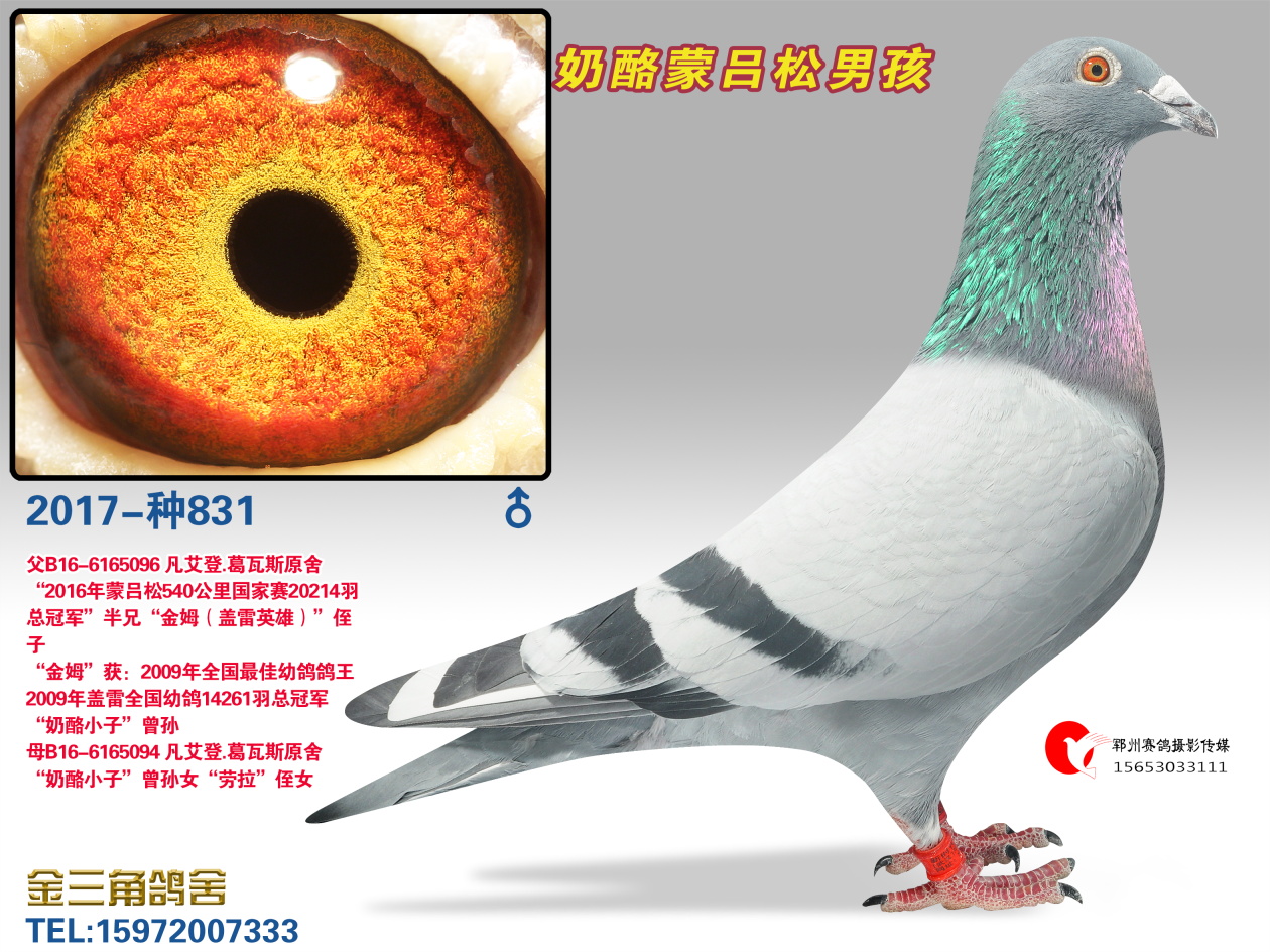 信鸽在线拍卖平台 - 中国信鸽信息网