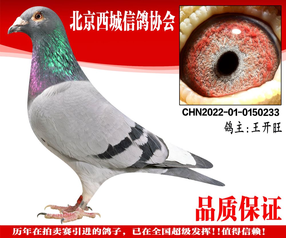 信鸽在线拍卖平台 - 中国信鸽信息网