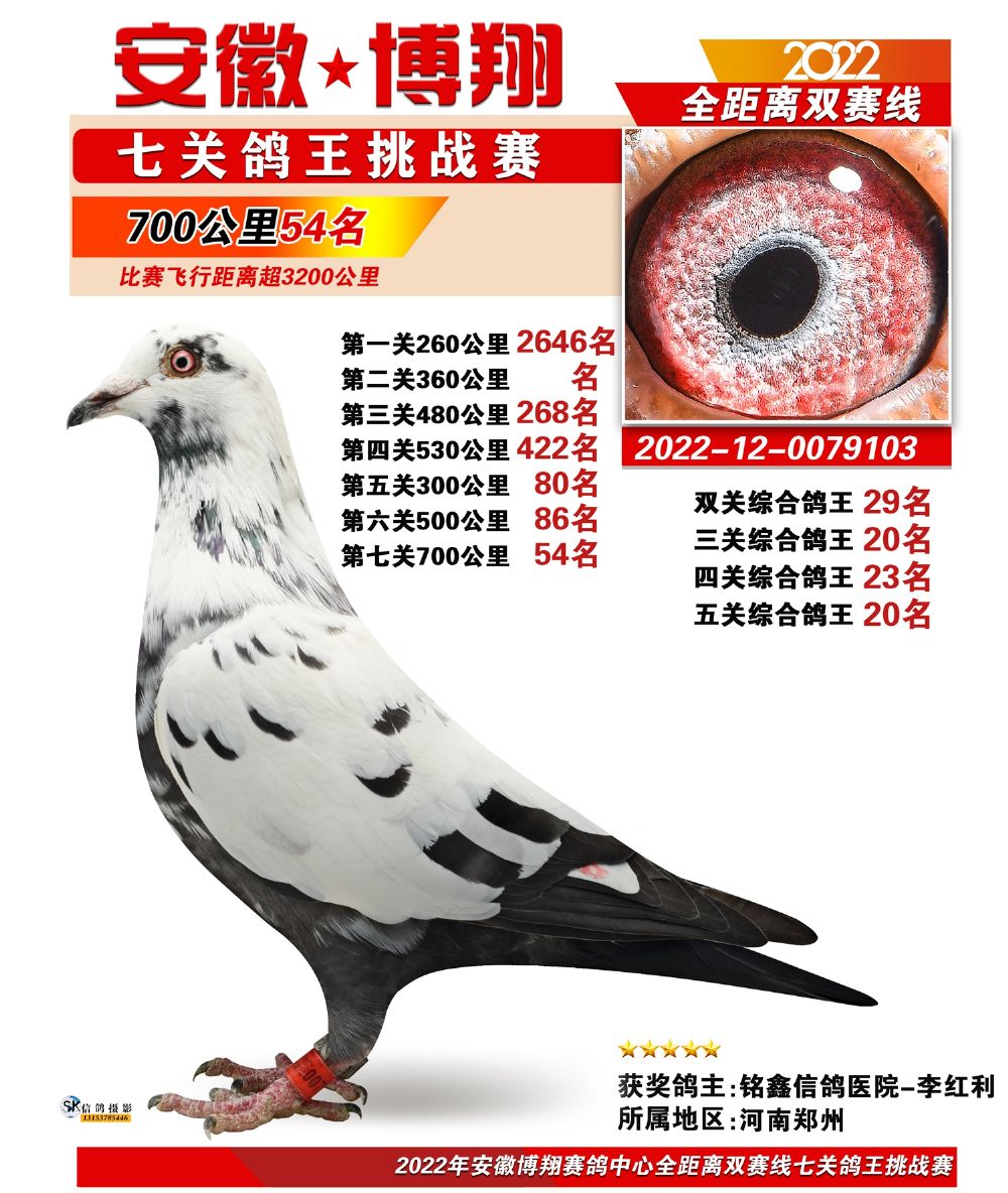 信鸽在线拍卖平台 - 中国信鸽信息网