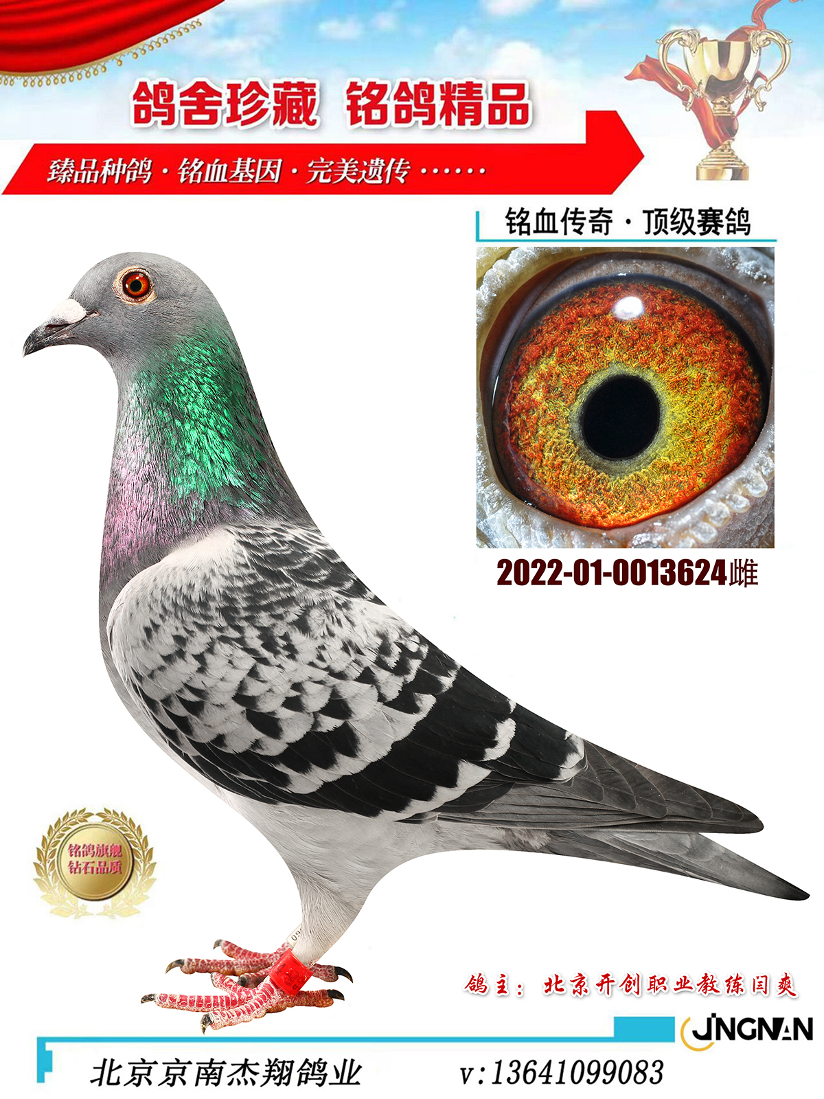 信鸽在线拍卖平台 - 中国信鸽信息网