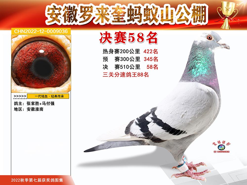 信鸽在线拍卖平台 - 中国信鸽信息网