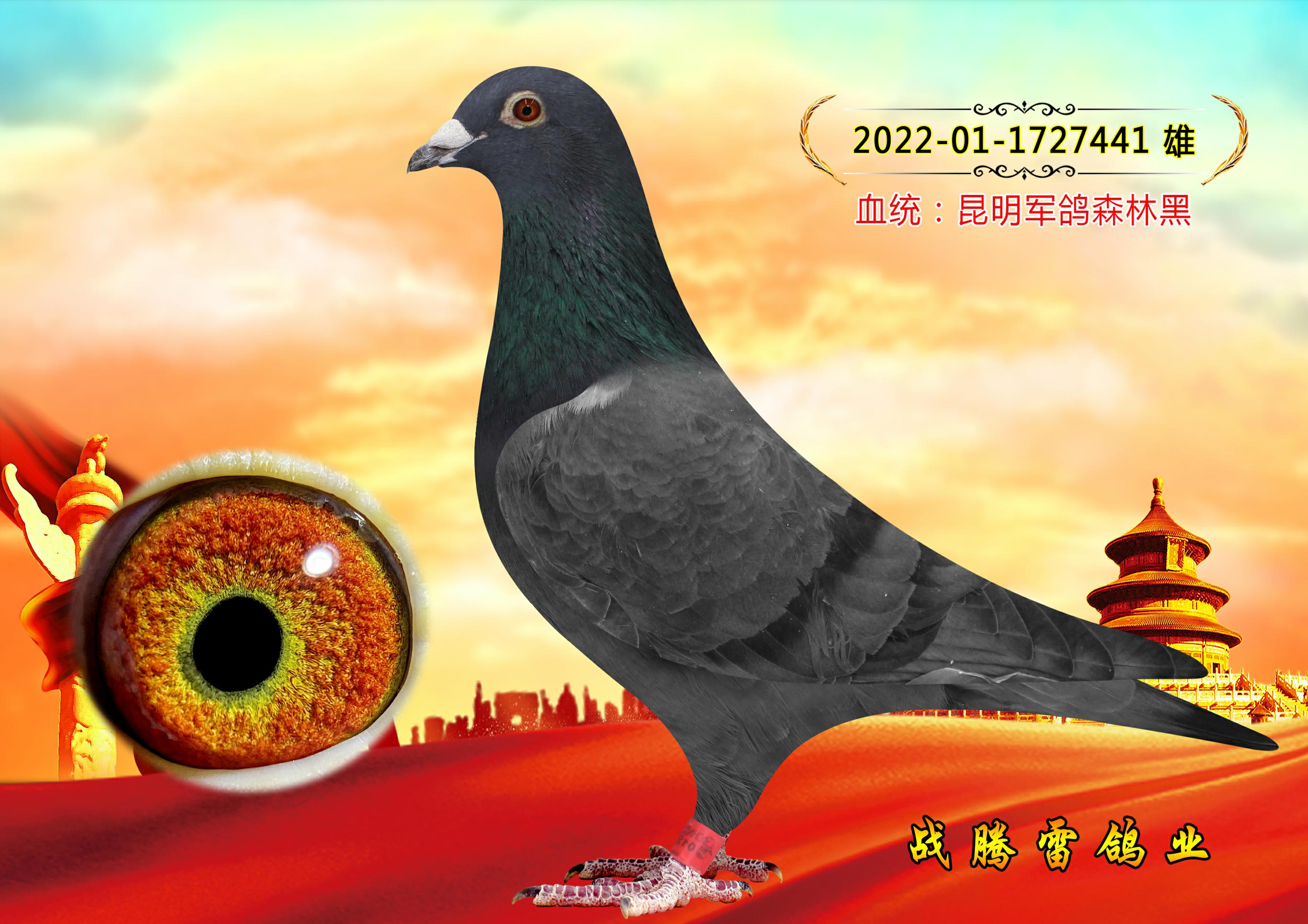 信鸽在线拍卖平台 - 中国信鸽信息网