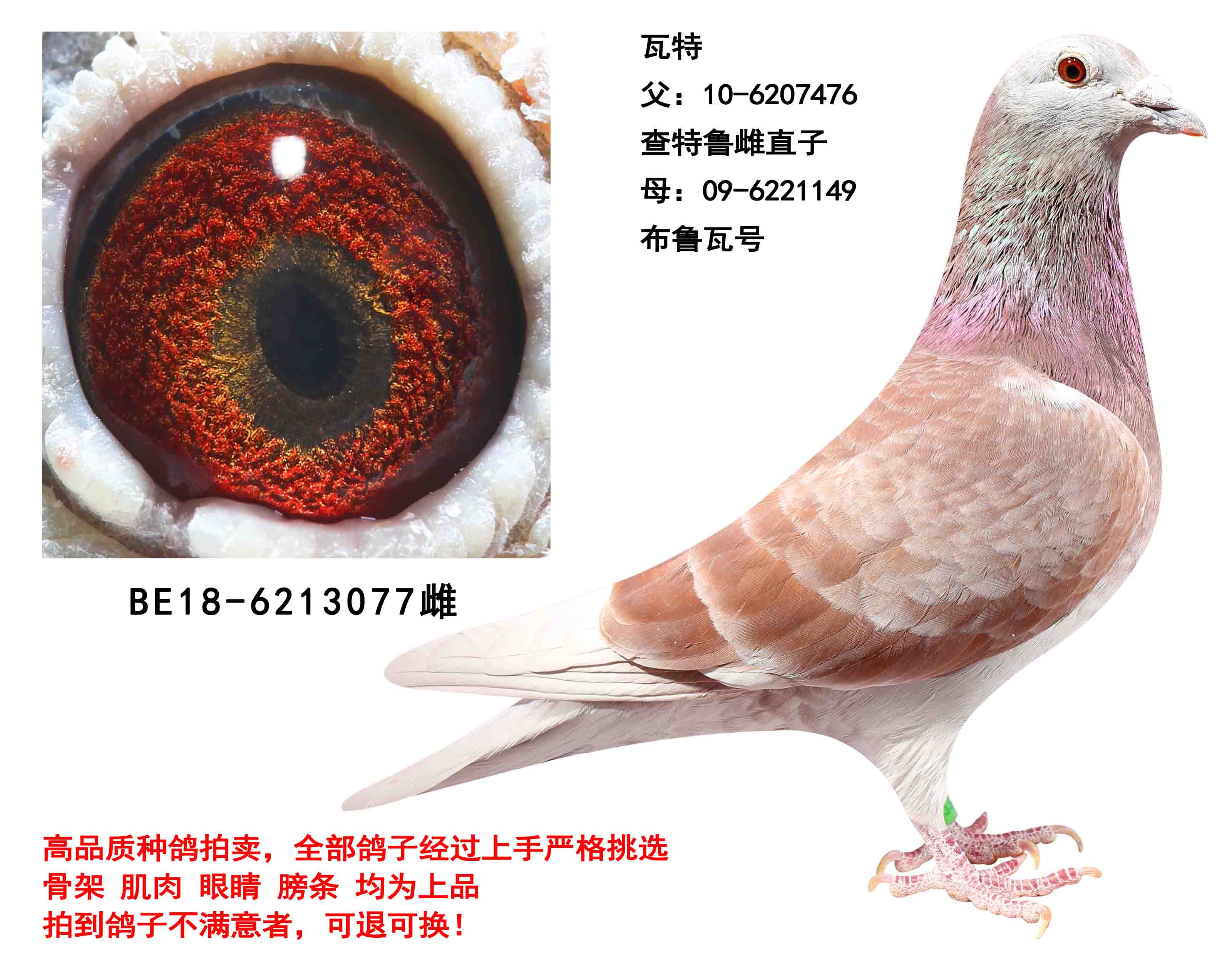 信鸽在线拍卖平台 - 中国信鸽信息网