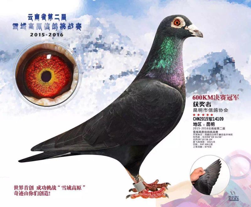 信鸽在线拍卖平台 - 中国信鸽信息网