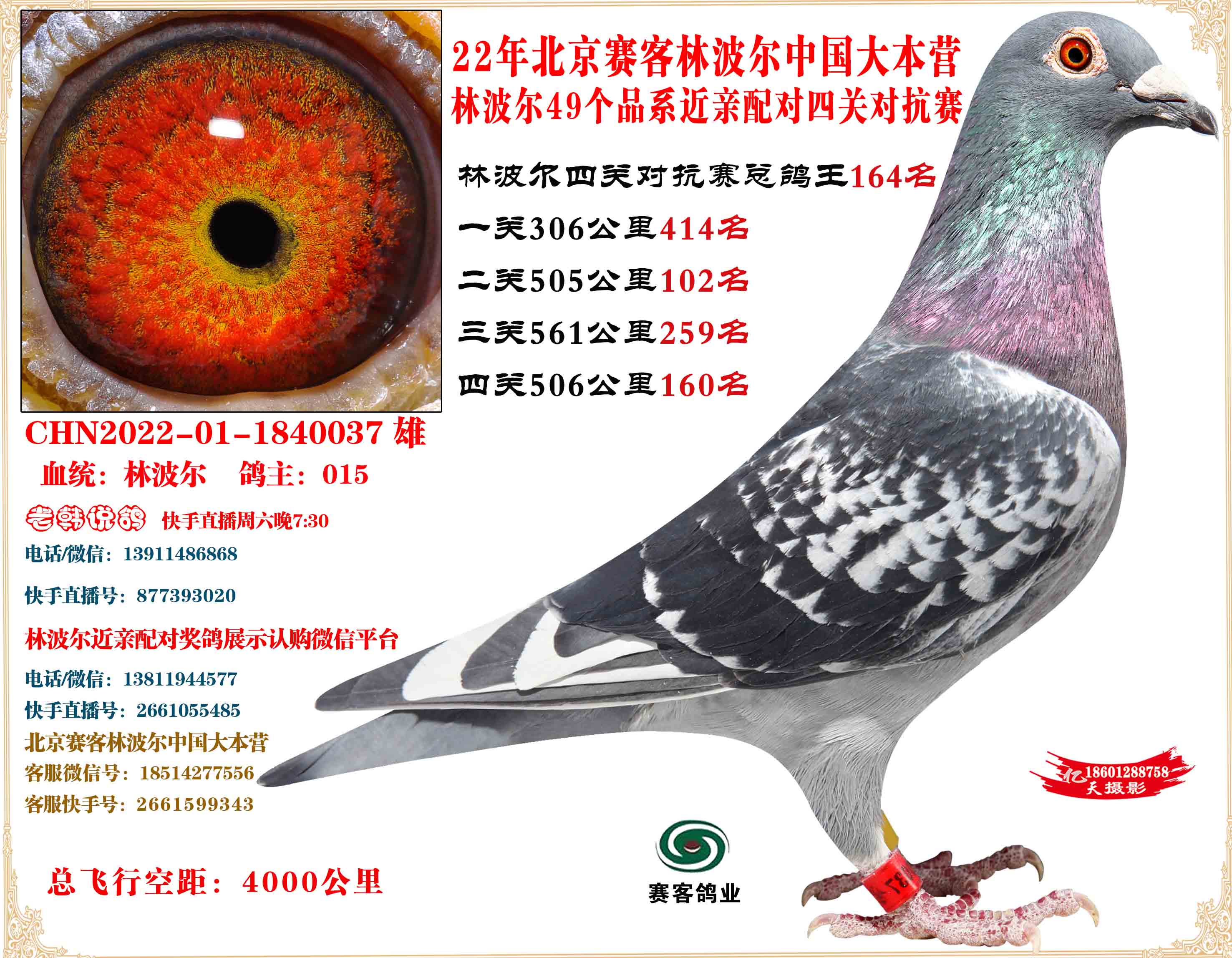 信鸽在线拍卖平台 - 中国信鸽信息网
