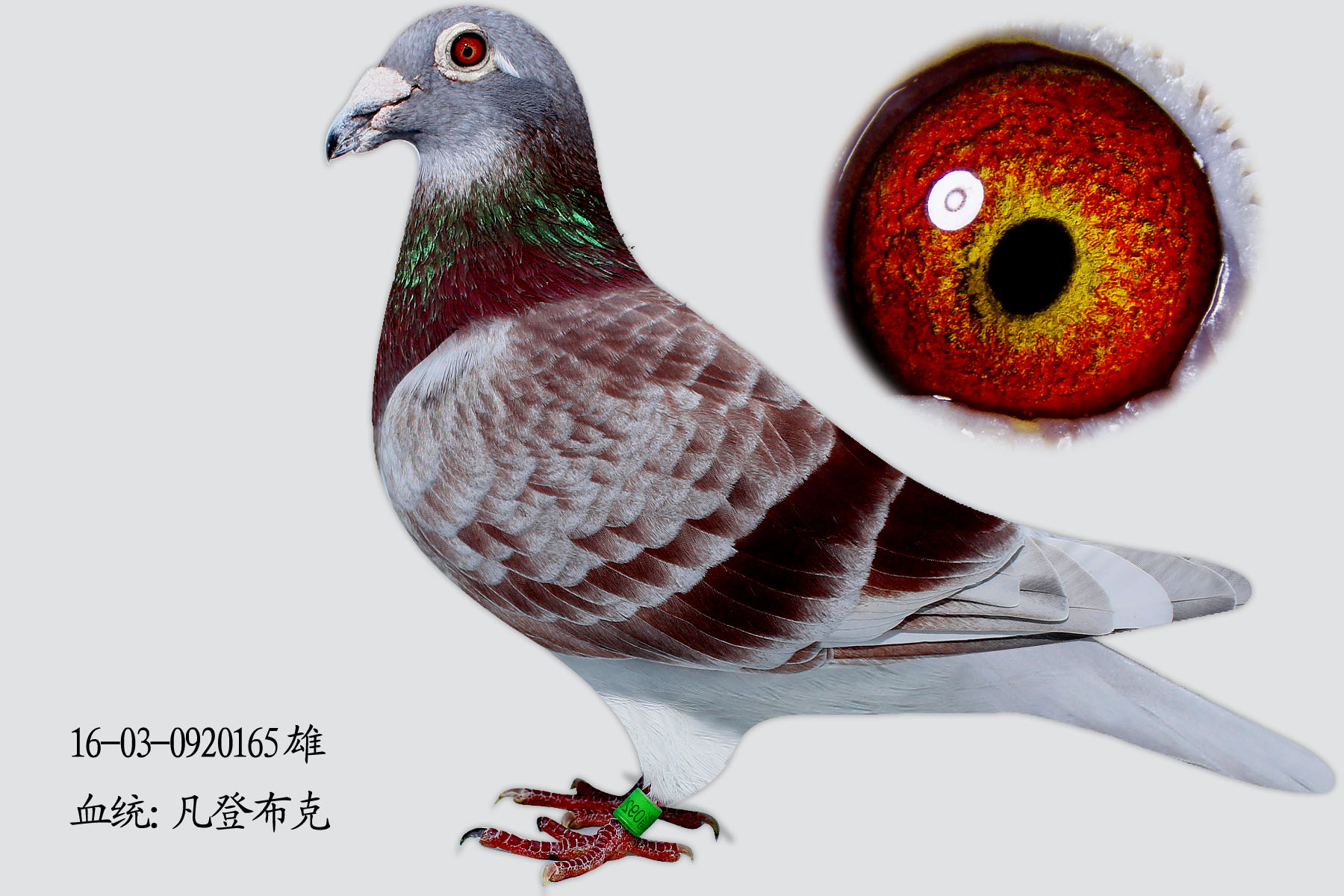 信鸽在线拍卖平台 - 中国信鸽信息网