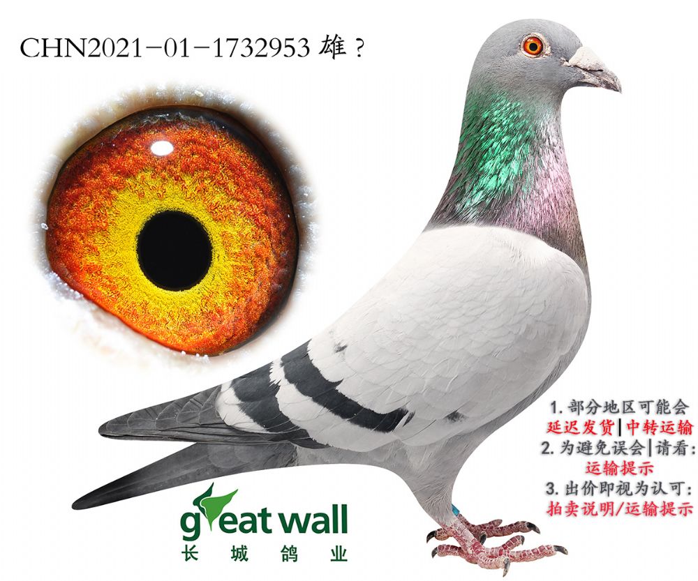 信鸽在线拍卖平台 - 中国信鸽信息网