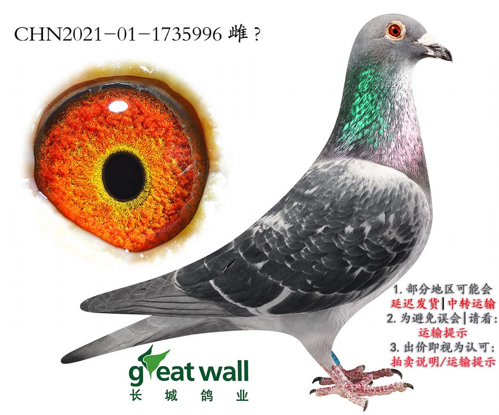 信鸽在线拍卖平台 - 中国信鸽信息网