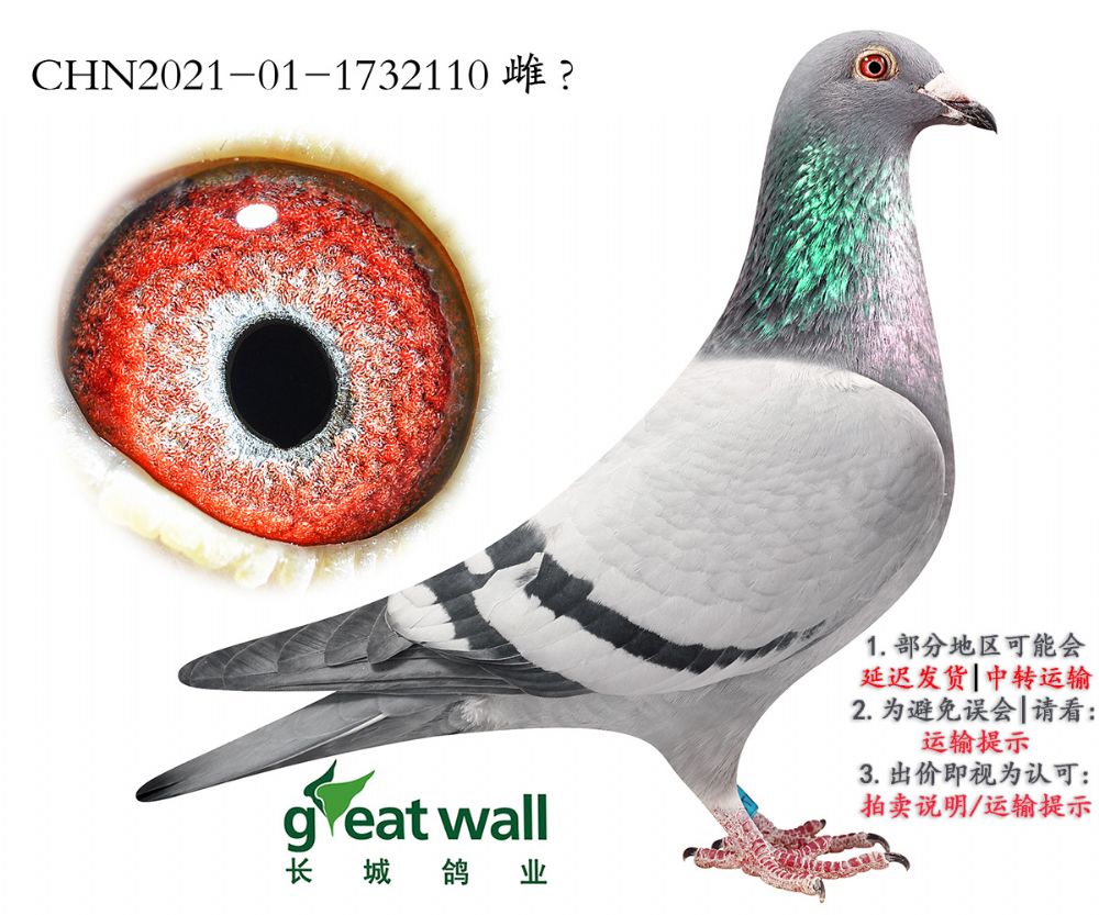 信鸽在线拍卖平台 - 中国信鸽信息网