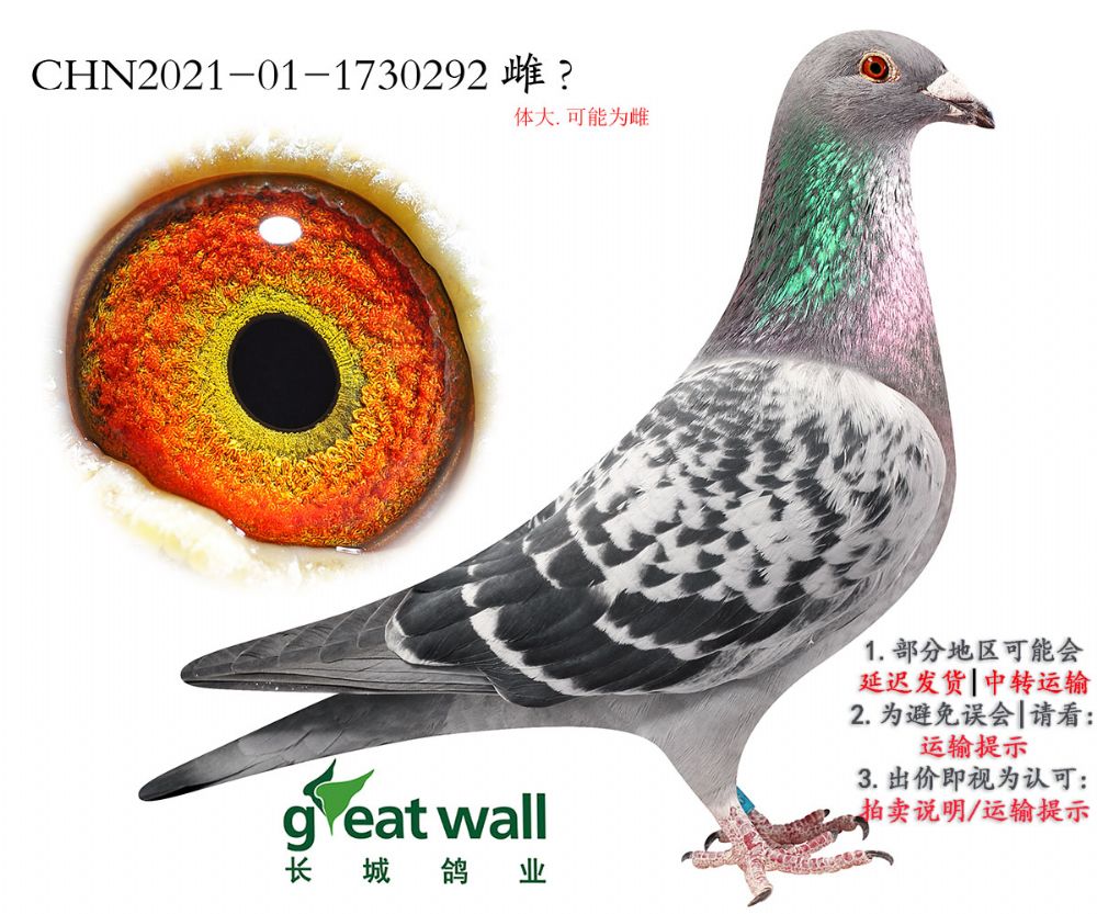 信鸽在线拍卖平台 - 中国信鸽信息网