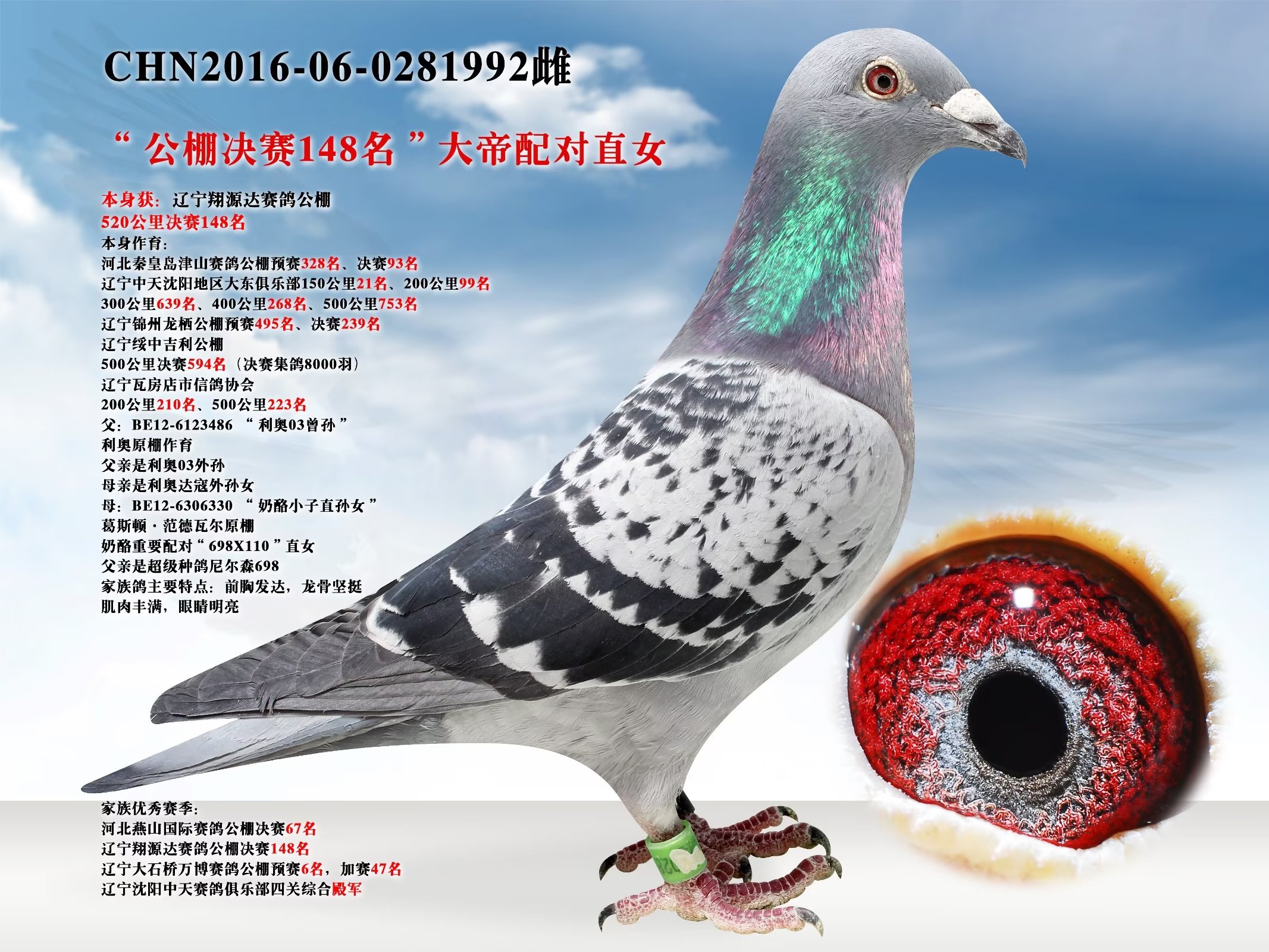 信鸽在线拍卖平台 - 中国信鸽信息网