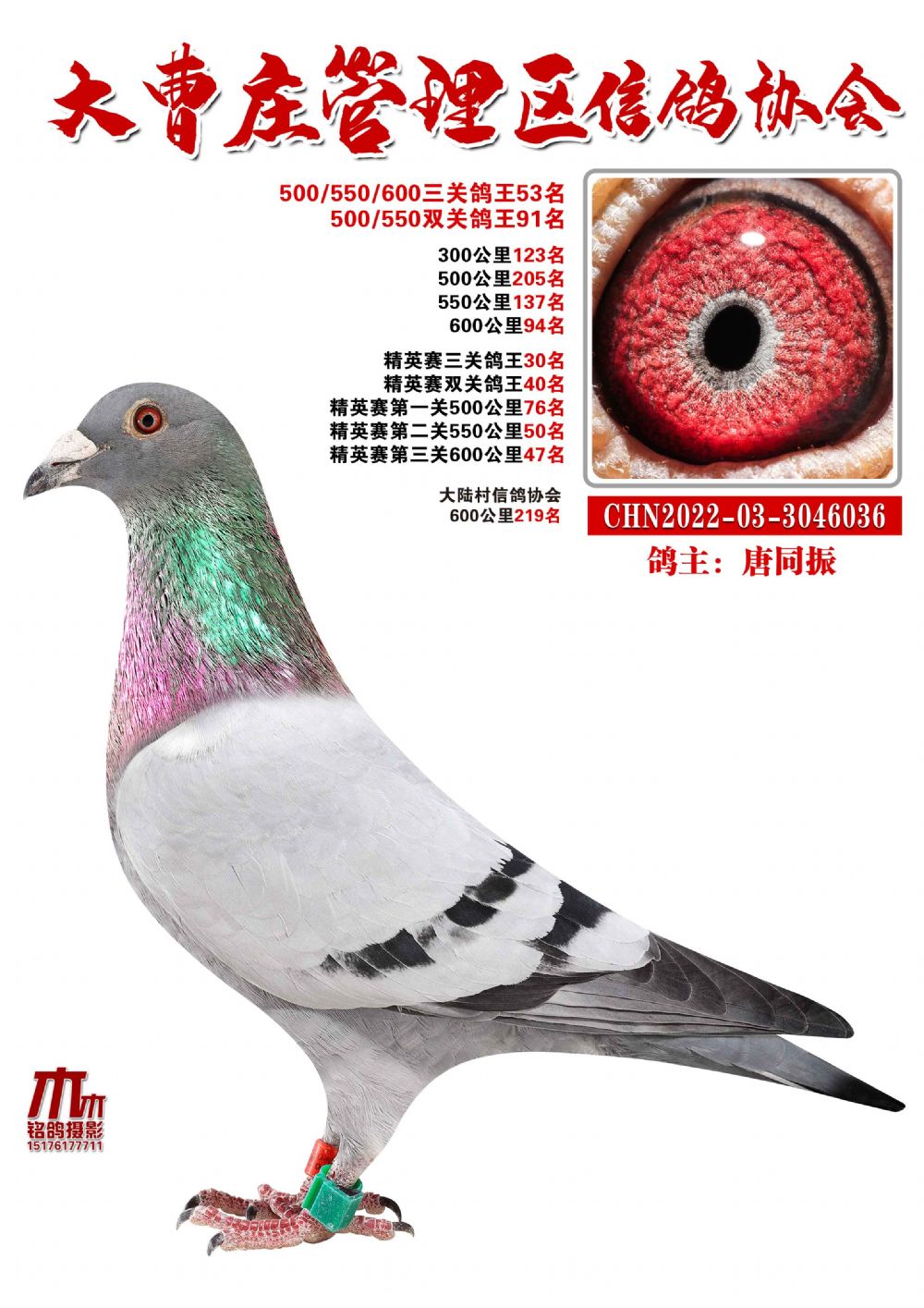 信鸽在线拍卖平台 - 中国信鸽信息网