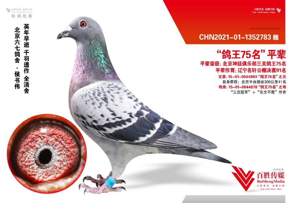 信鸽在线拍卖平台 - 中国信鸽信息网