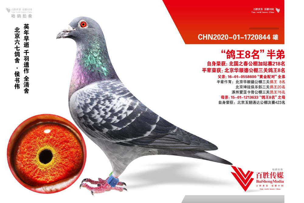 信鸽在线拍卖平台 - 中国信鸽信息网