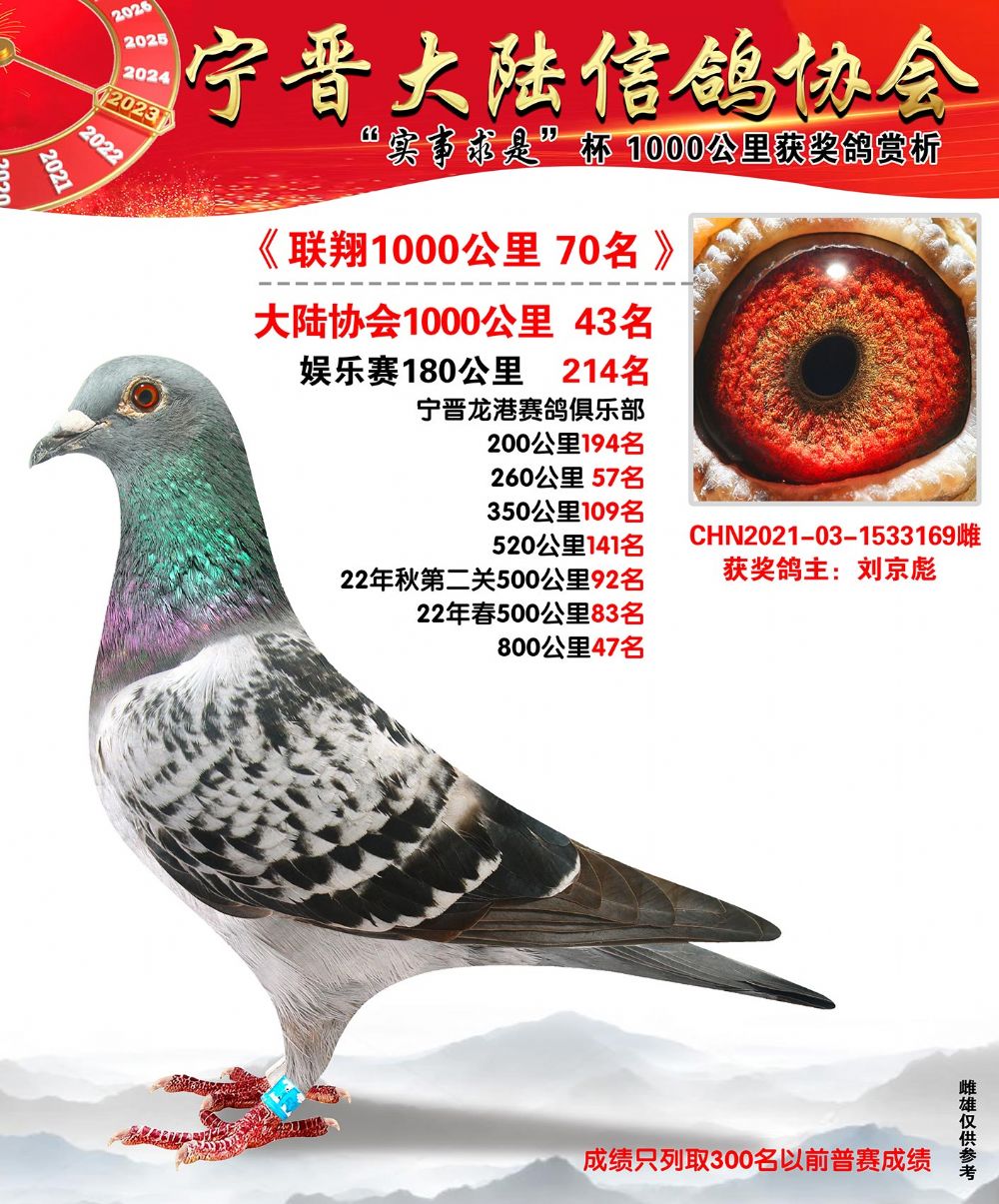 信鸽在线拍卖平台 - 中国信鸽信息网