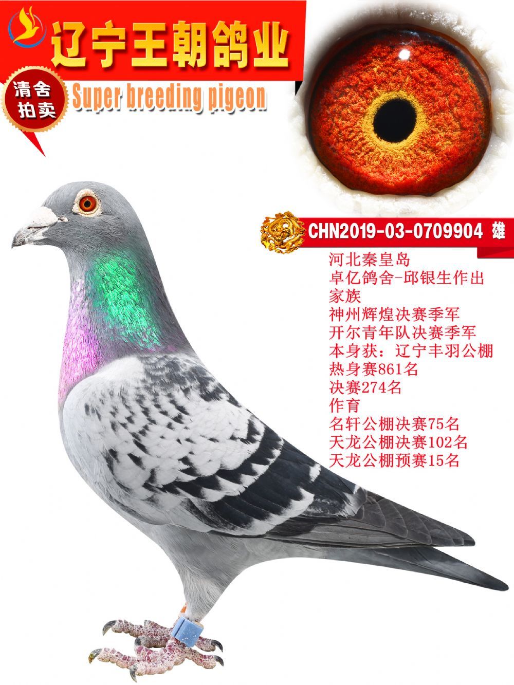 信鸽在线拍卖平台 - 中国信鸽信息网