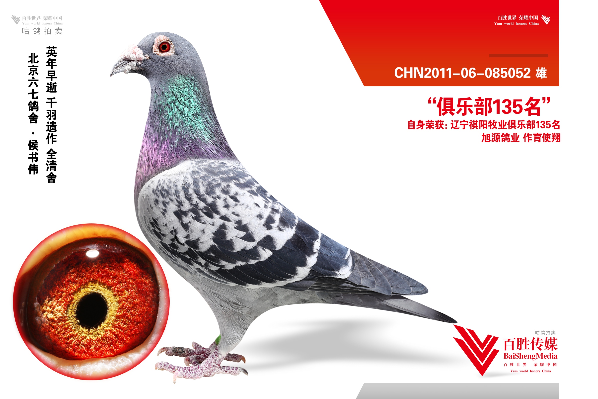 信鸽在线拍卖平台 - 中国信鸽信息网