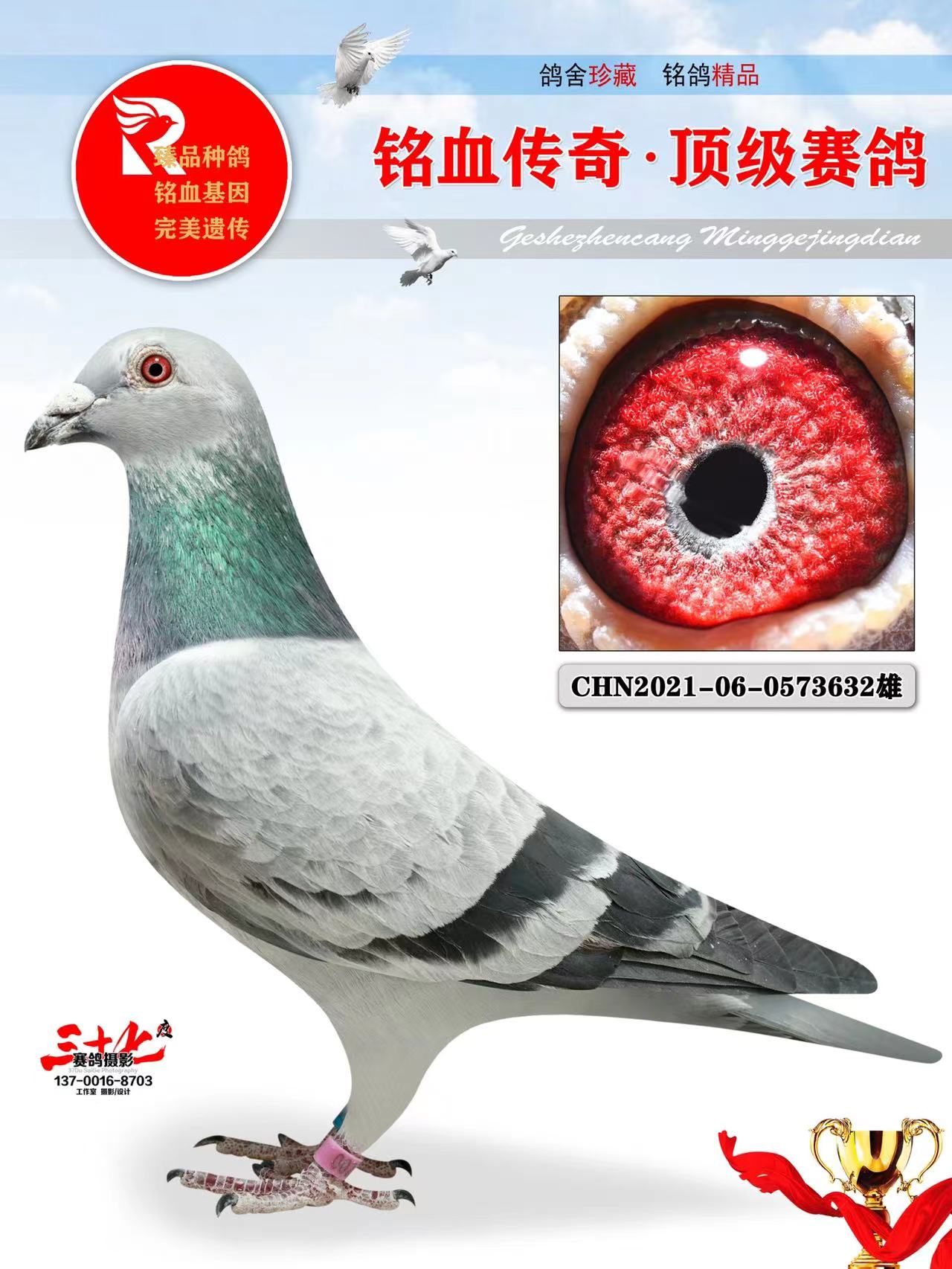 信鸽在线拍卖平台 - 中国信鸽信息网