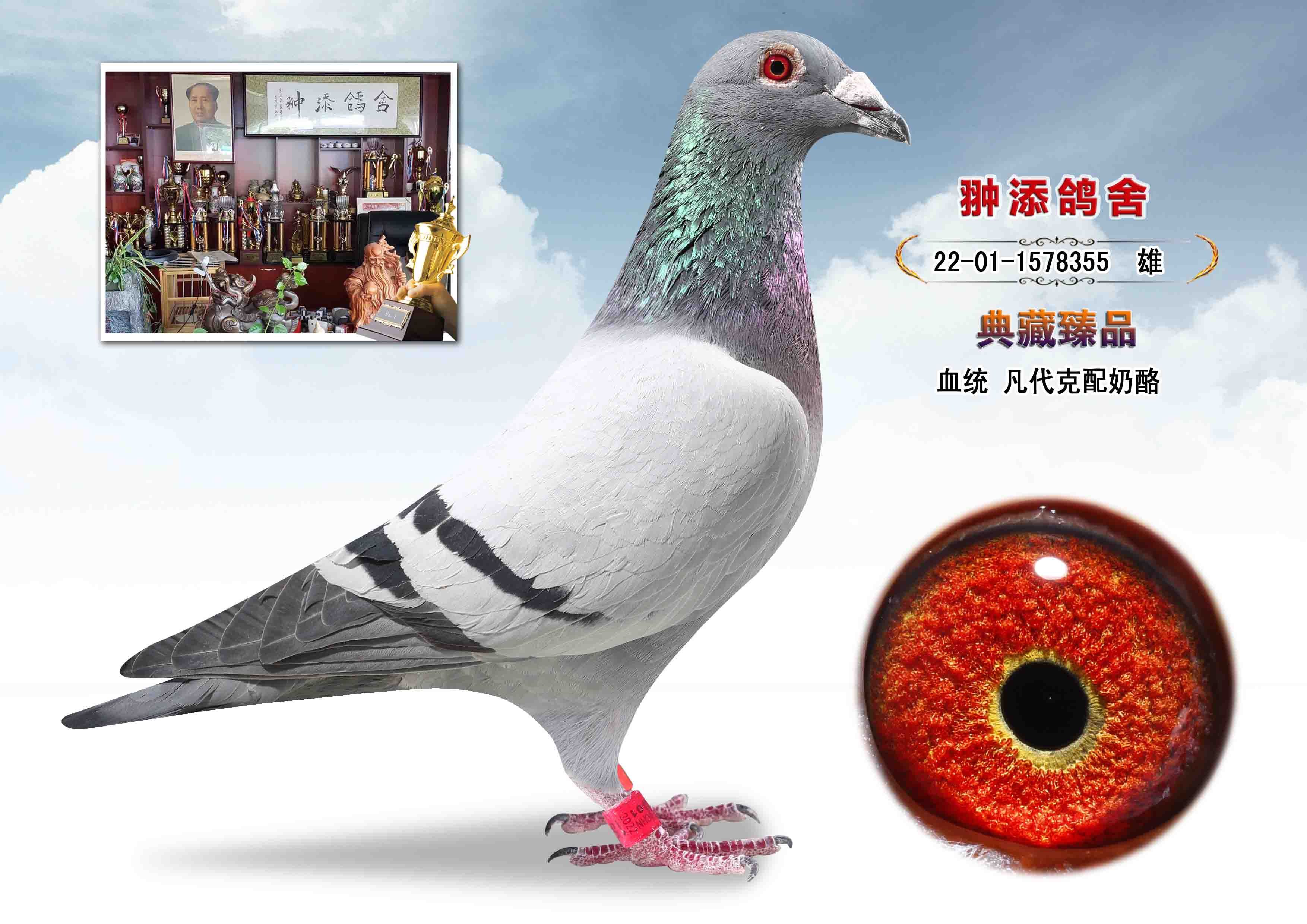 信鸽在线拍卖平台 - 中国信鸽信息网