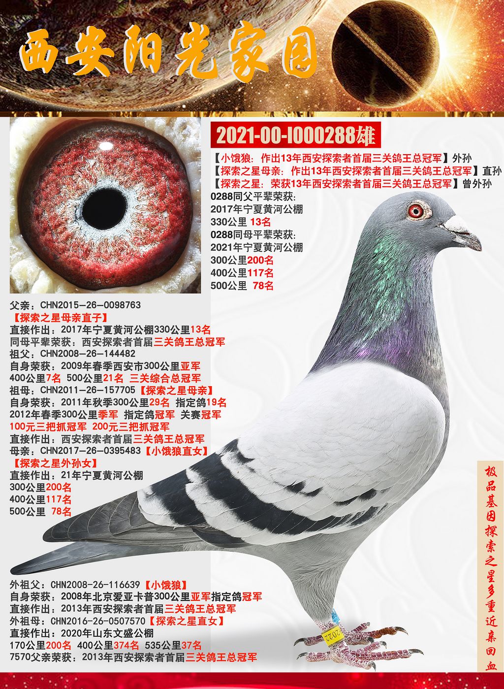 信鸽在线拍卖平台 - 中国信鸽信息网