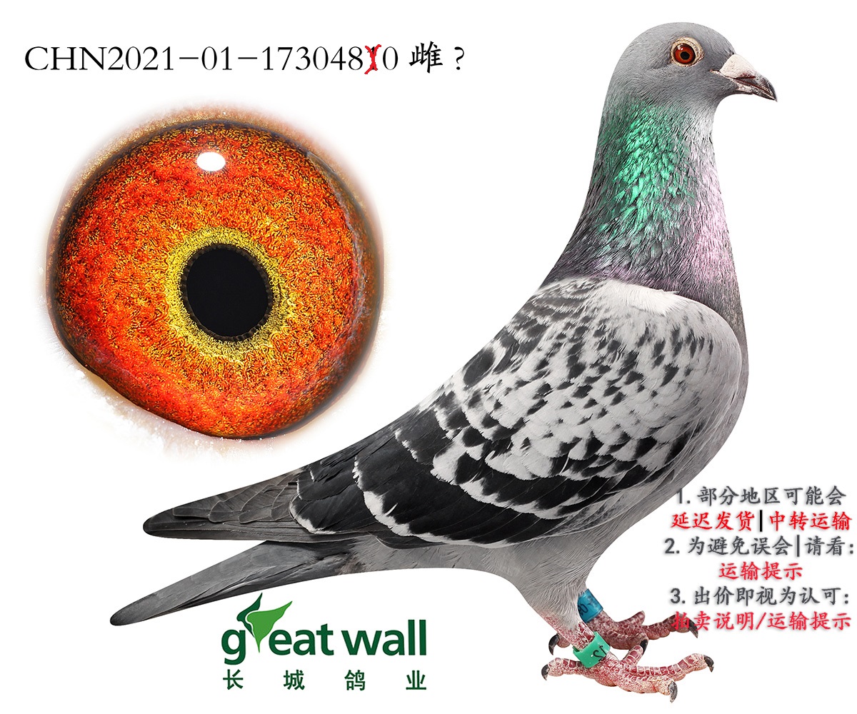 信鸽在线拍卖平台 - 中国信鸽信息网