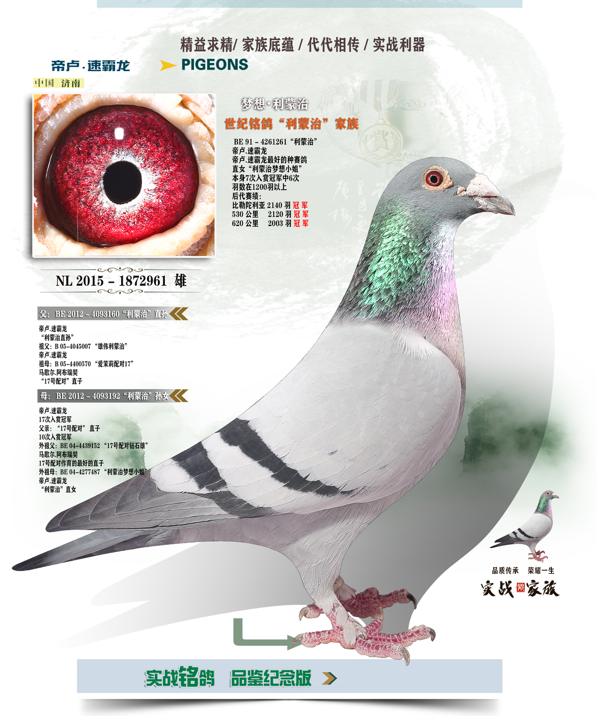 信鸽在线拍卖平台 - 中国信鸽信息网