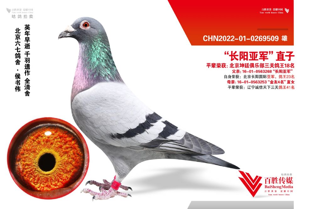 信鸽在线拍卖平台 - 中国信鸽信息网