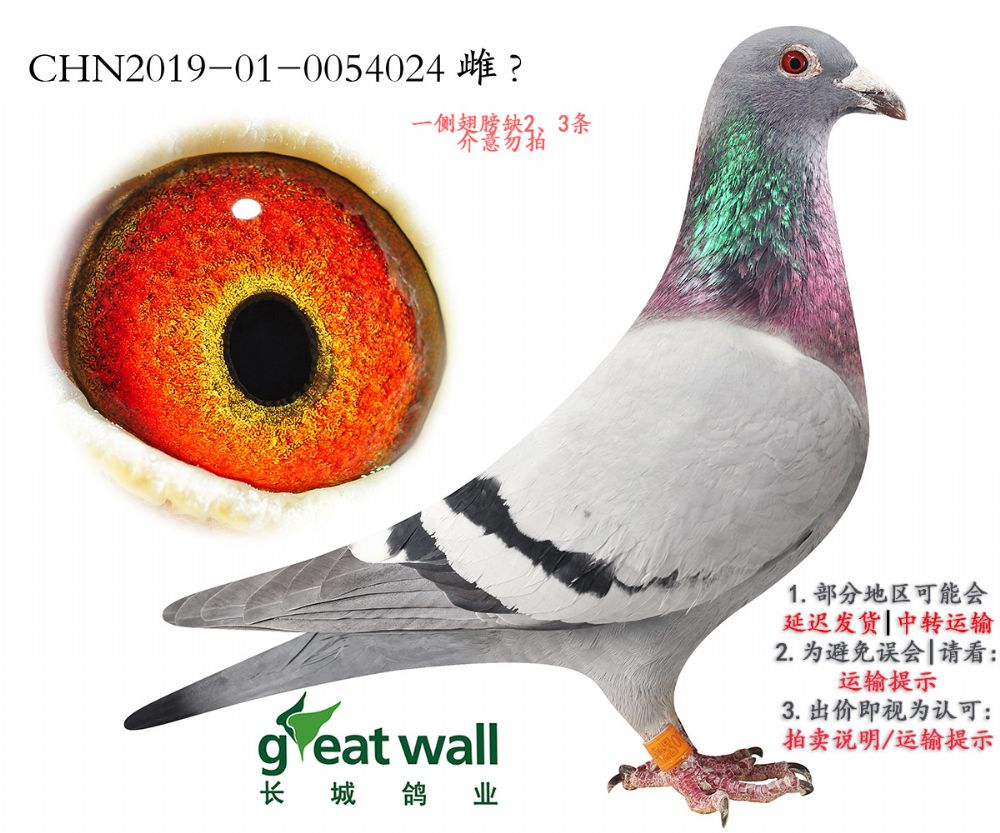 信鸽在线拍卖平台 - 中国信鸽信息网