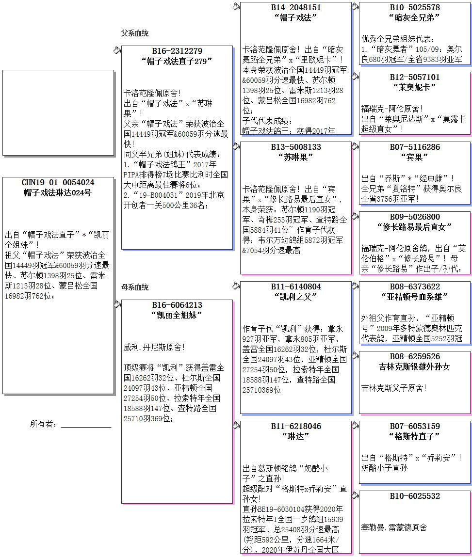 信鸽在线拍卖平台 - 中国信鸽信息网