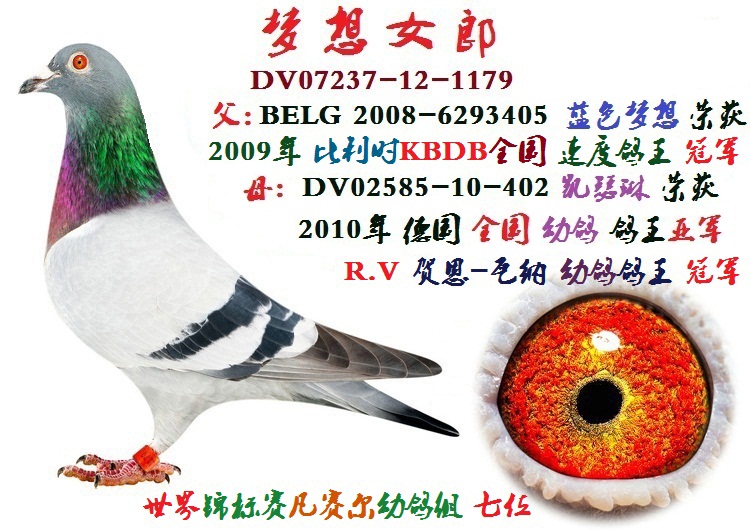 信鸽在线拍卖平台 - 中国信鸽信息网