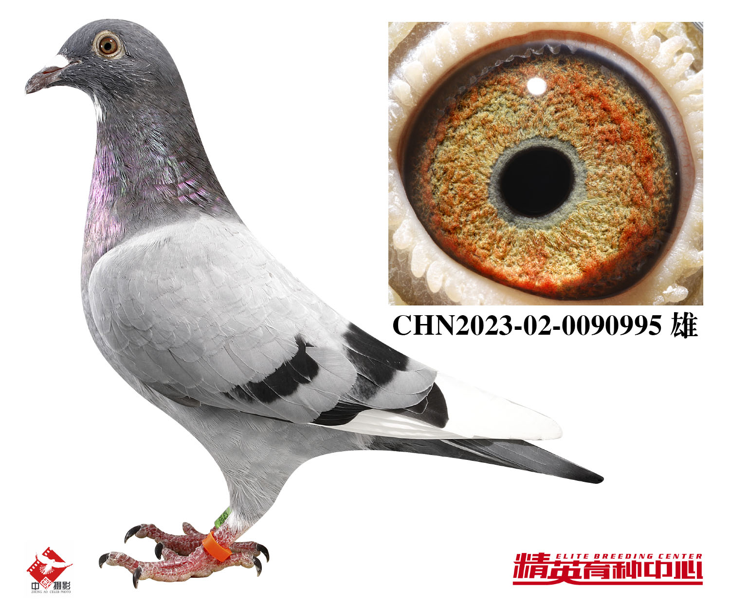 信鸽在线拍卖平台 - 中国信鸽信息网