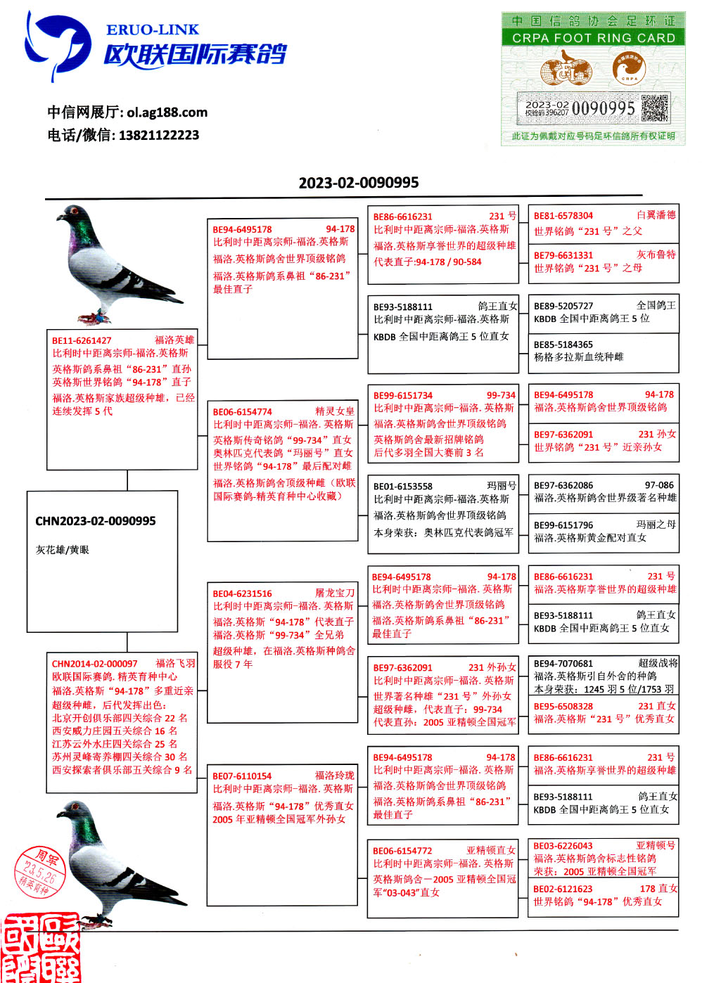 信鸽在线拍卖平台 - 中国信鸽信息网